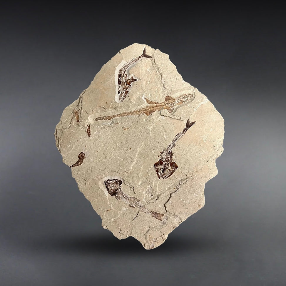 Marine Fossil Association Featuring 10” Shark Fossil Realm
