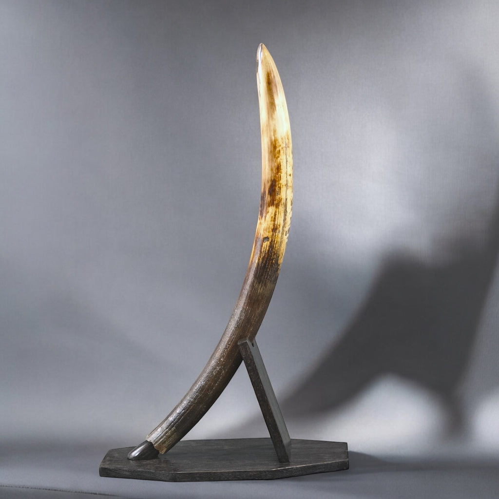 Woolly Mammoth Tusk for Sale - 23" – Fossil Realm