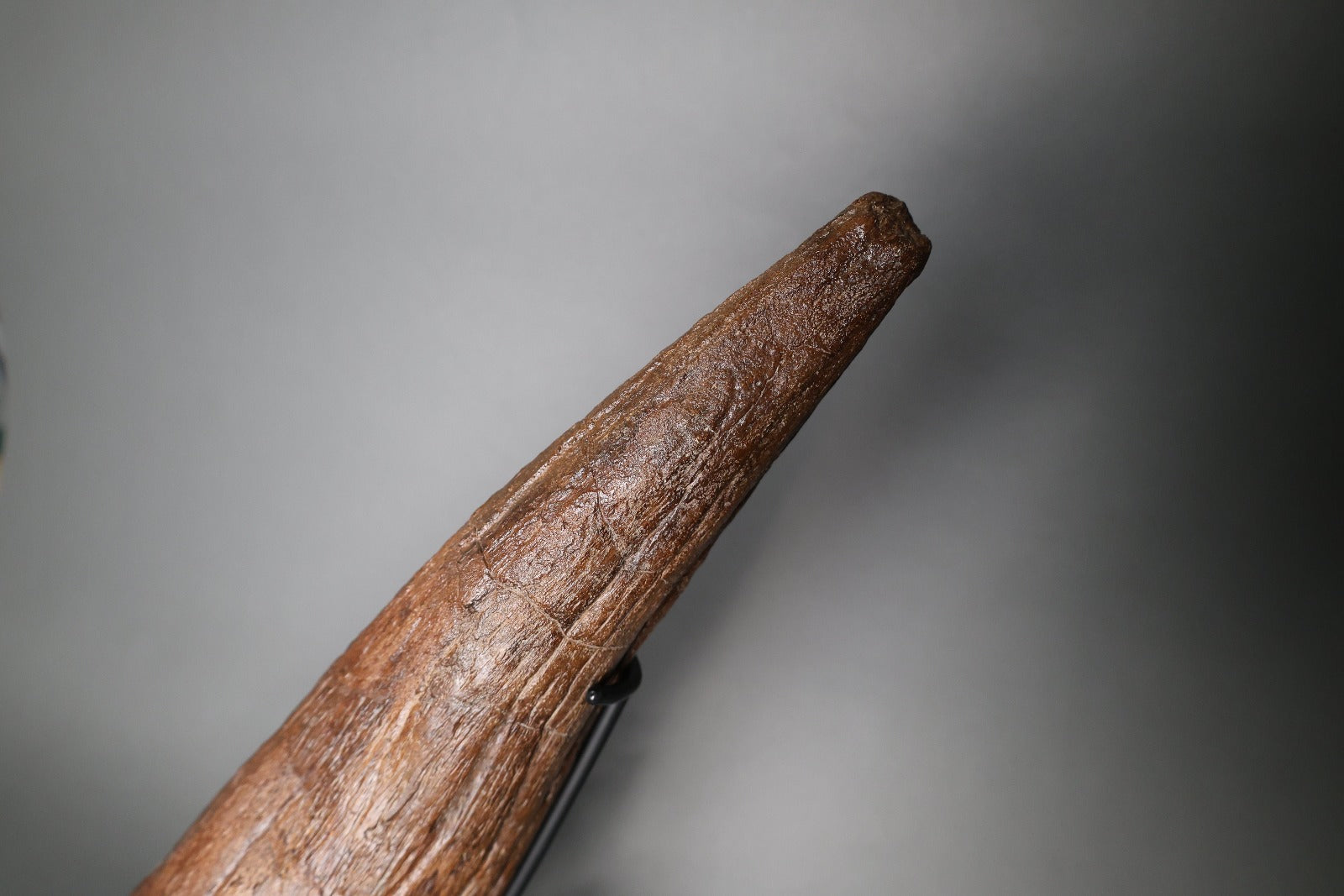 Curated Fossil Collection | Rare Masterpieces from Earth's History ...