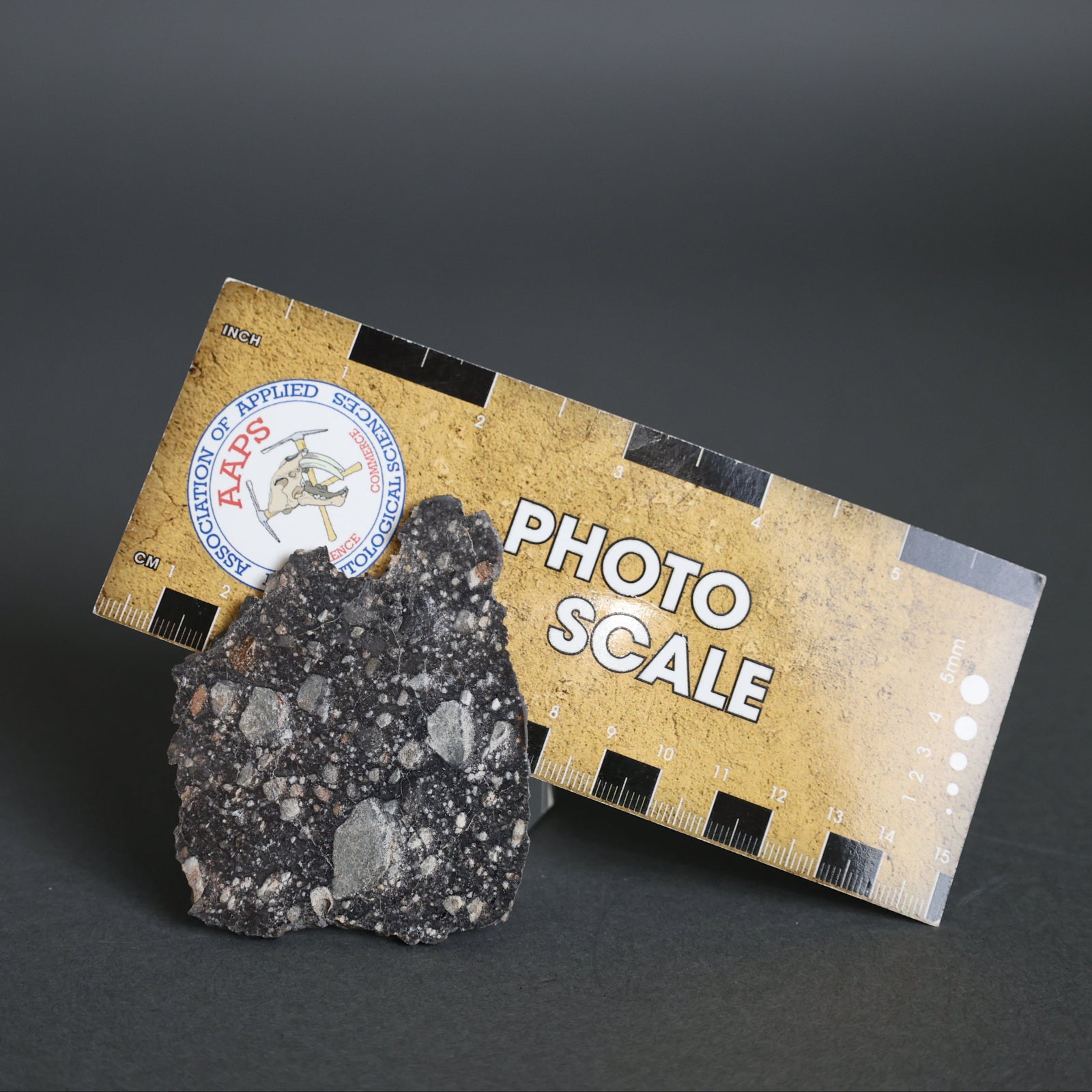 Lunar Meteorite Slice - 28 grams – Fossil Realm