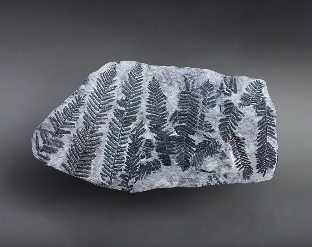 Large Fossil Fern For Sale, 37 inches – Fossil Realm
