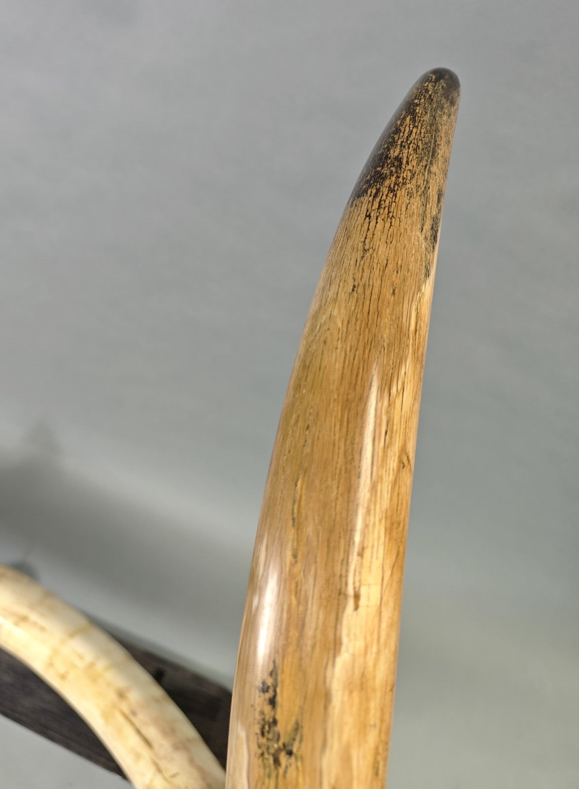 Mammoth Tusks for Sale – Fossil Realm