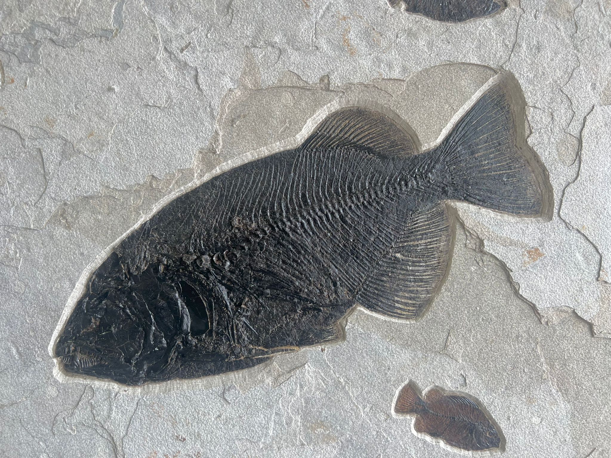 Fossil Gar Fish For Sale - Lepisosteus simplex - 28 Inches – Fossil Realm
