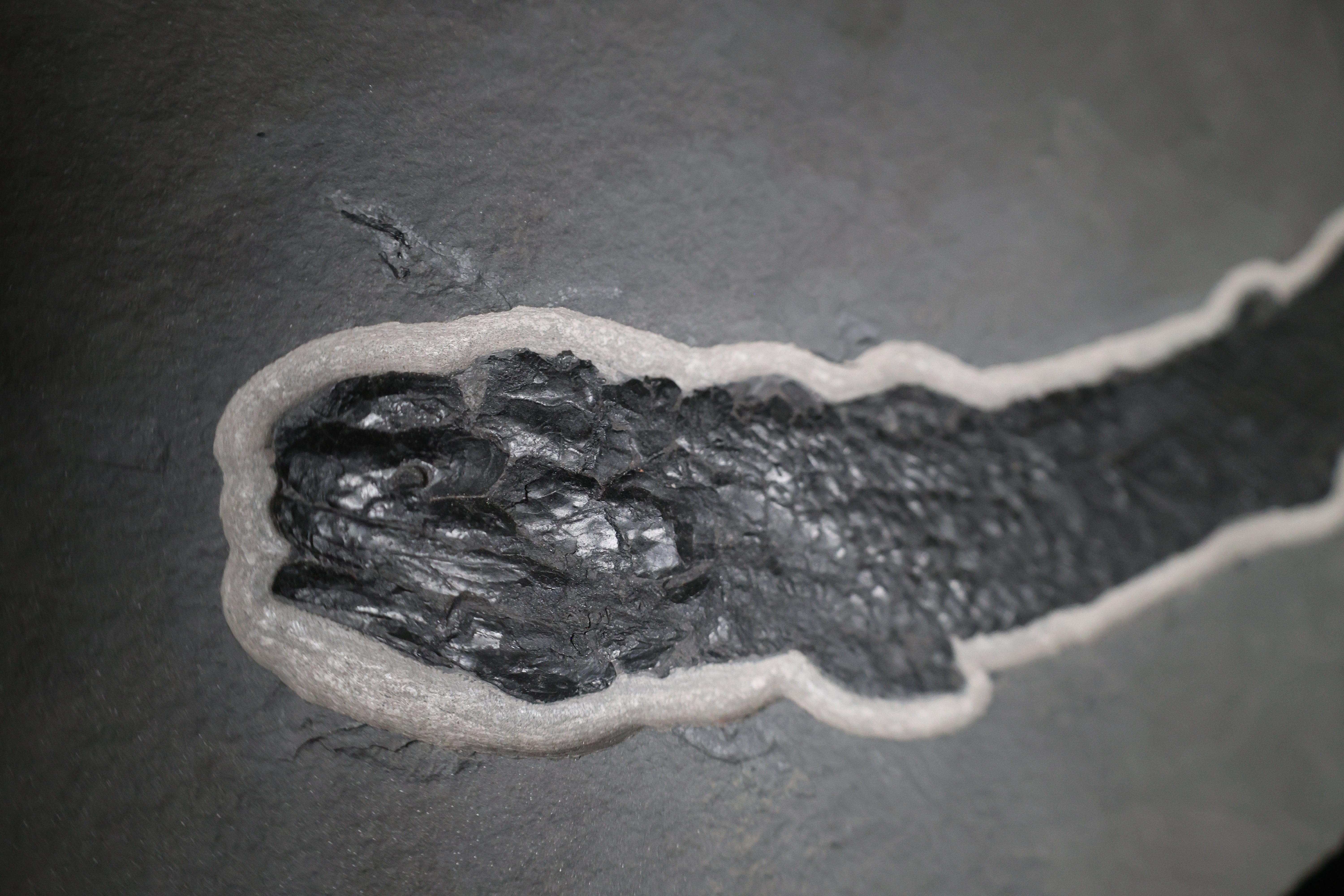 Fossil Stingray – Fossil Realm