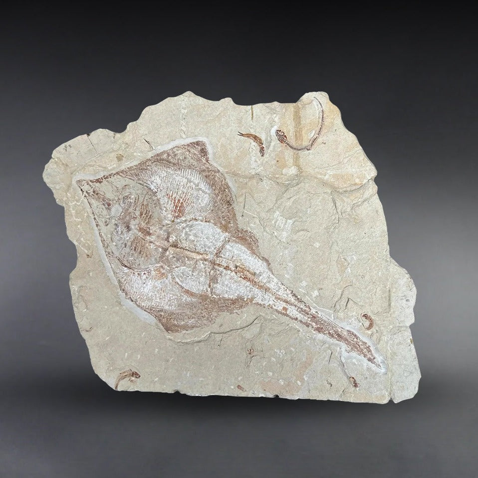 Fossil Ray (Rombopterygia), Lebanon - 23.5" – Fossil Realm