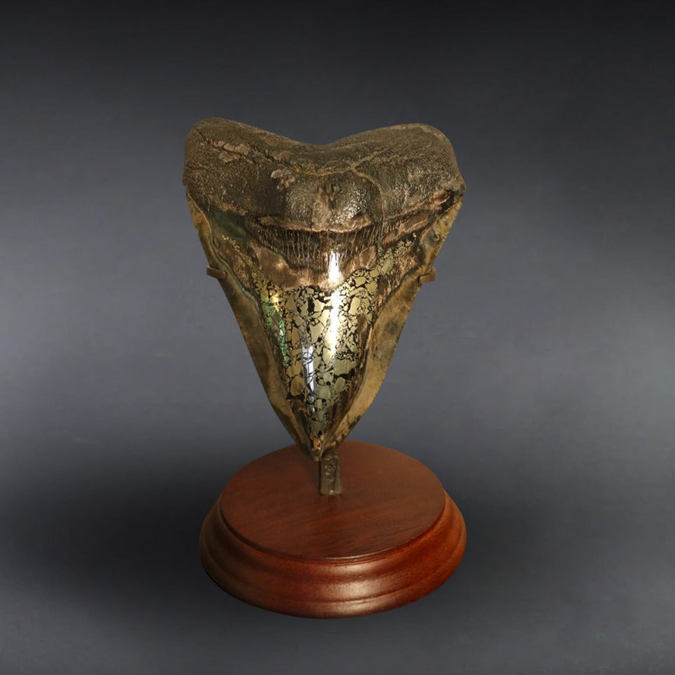 5.98" Megalodon Shark Tooth with Pyrite Inlay – Fossil Realm