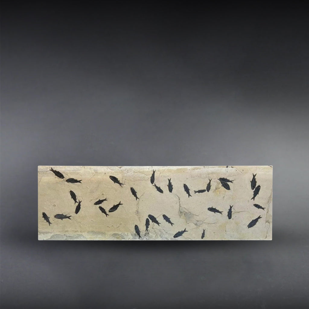 Large Fossil Fish Slab with Knightia 31 fish – Fossil Realm
