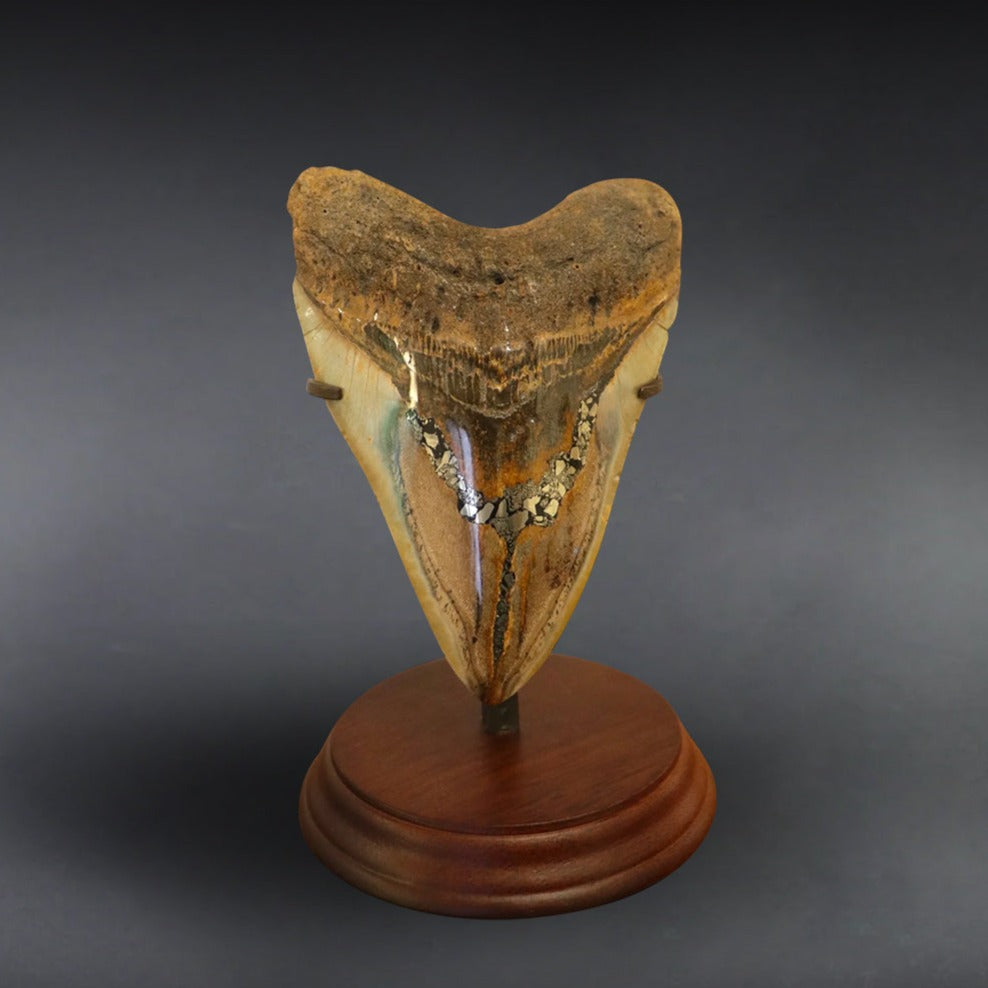 5.82" Megalodon Tooth with Pyrite Inlay – Fossil Realm