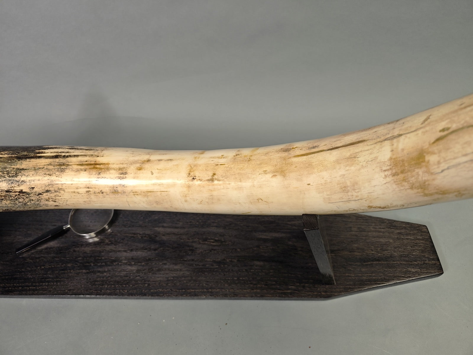 Mammoth Tusks for Sale – Fossil Realm