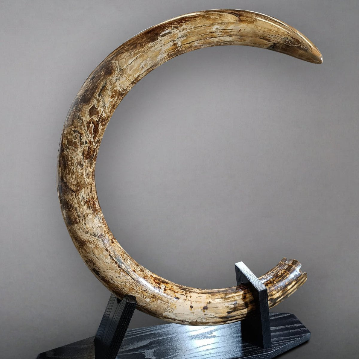 Mammoth Tusks for Sale – Fossil Realm