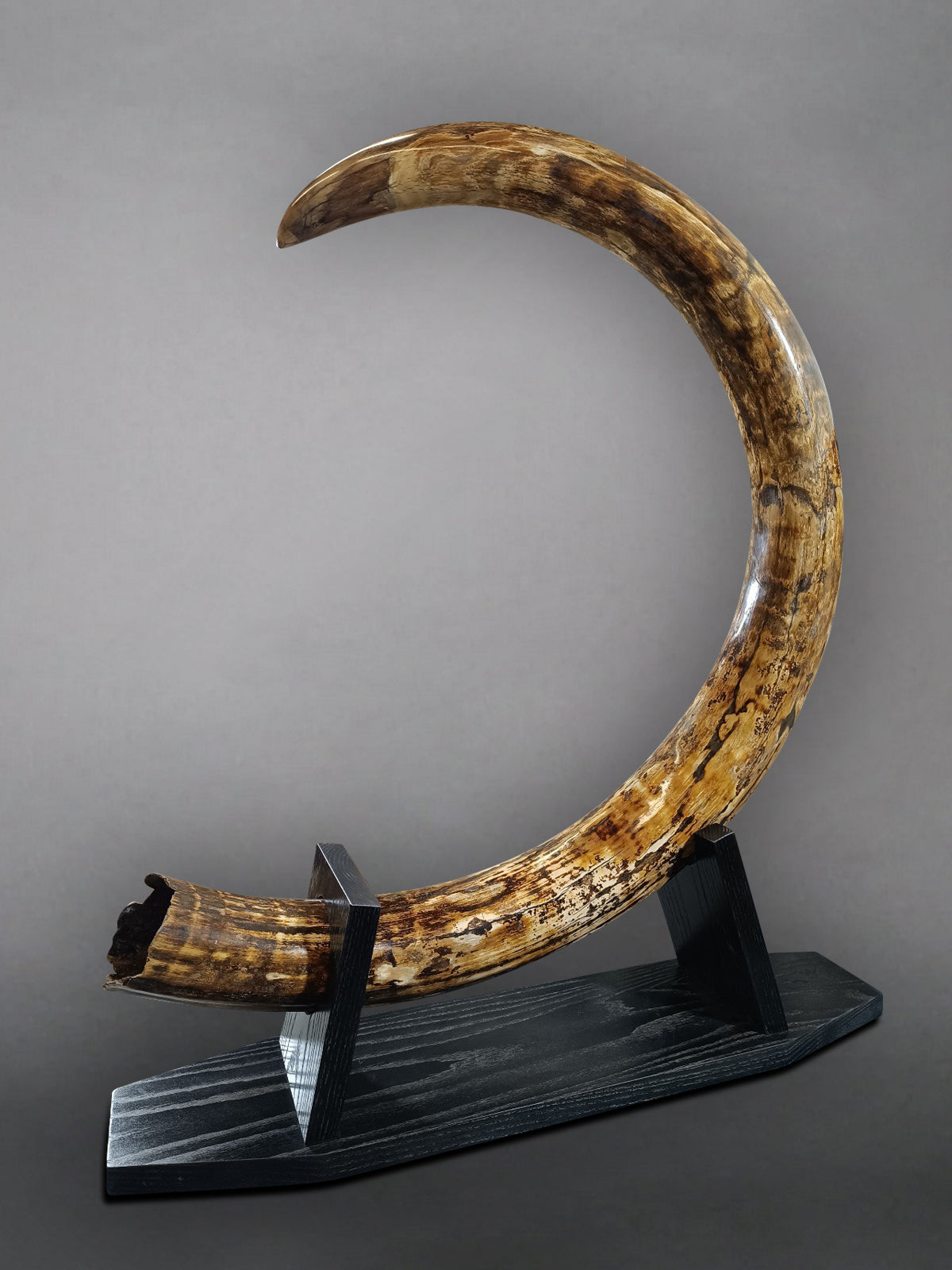 54-Inch Mammoth Tusk - Beautiful Specimen – Fossil Realm
