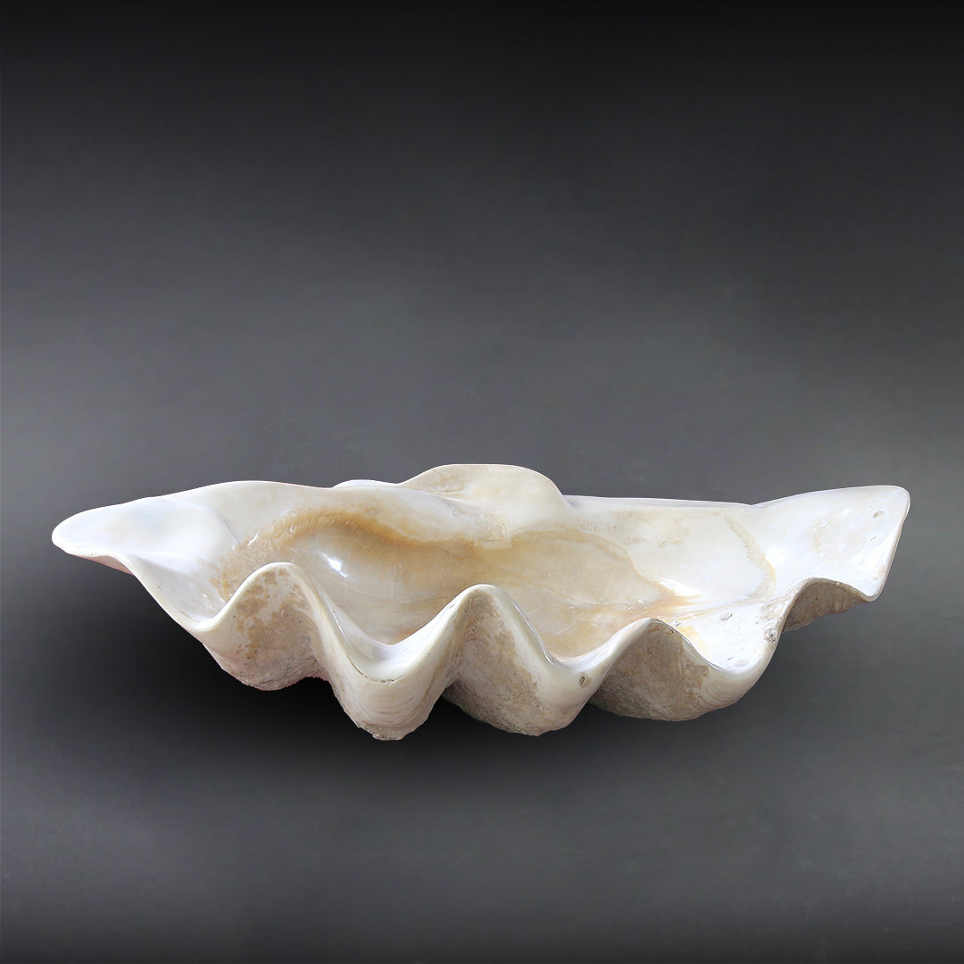 Giant Fossil Clamshells For Sale - Tridacna gigantea – Fossil Realm