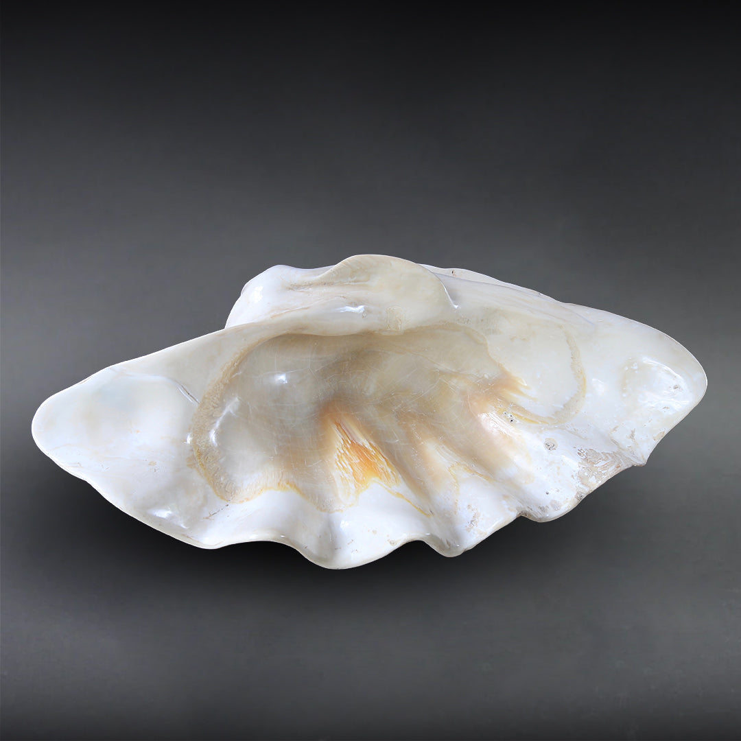 Giant Fossil Clamshells For Sale - Tridacna gigantea – Fossil Realm