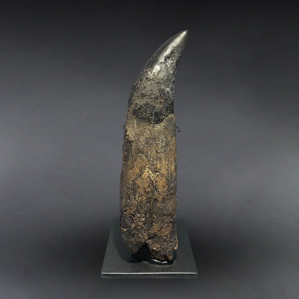 Complete Tyrannosaurus rex Tooth with Root for Sale – Fossil Realm