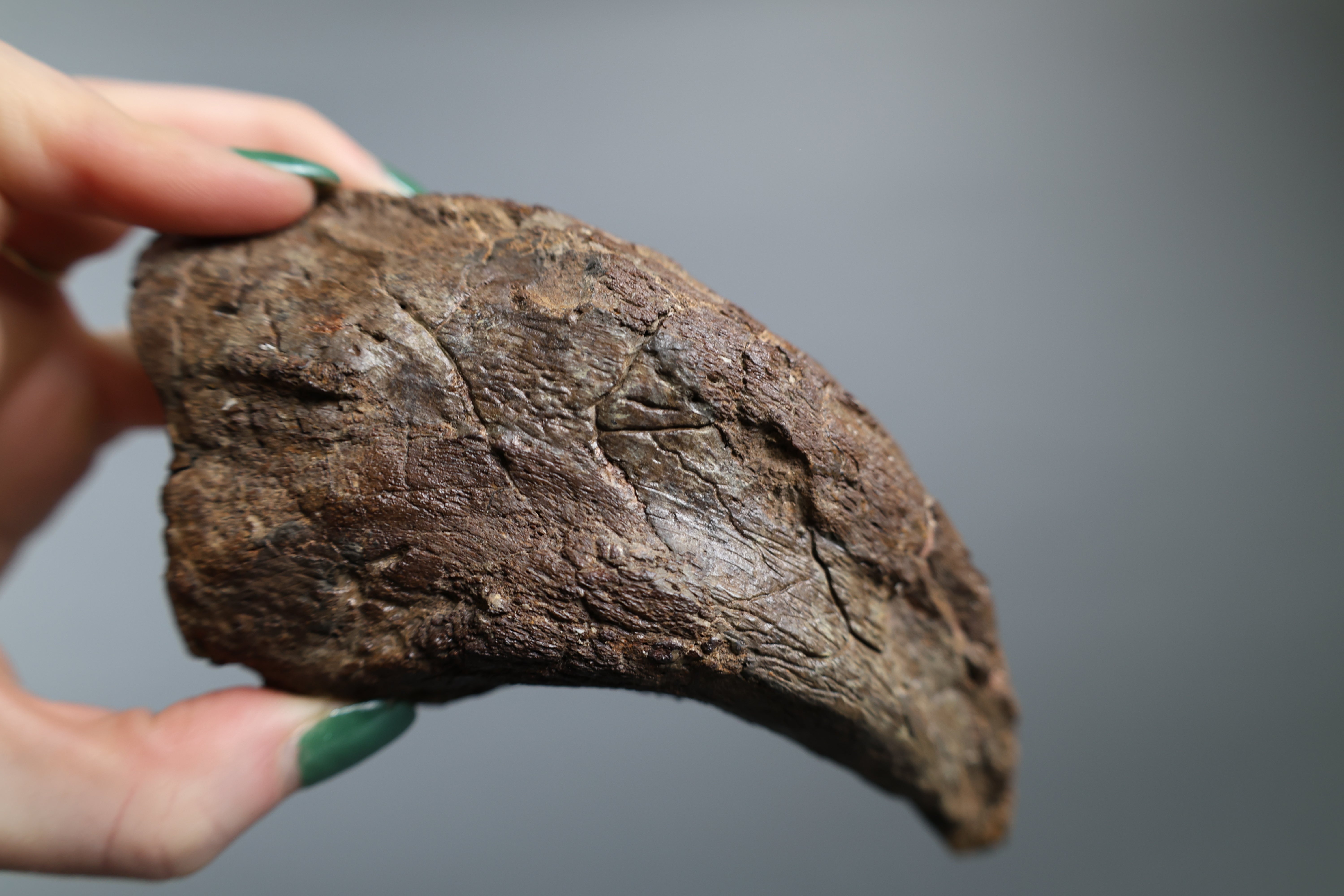 Dinosaur Fossils for Sale: Fine Specimens | Fossil Realm