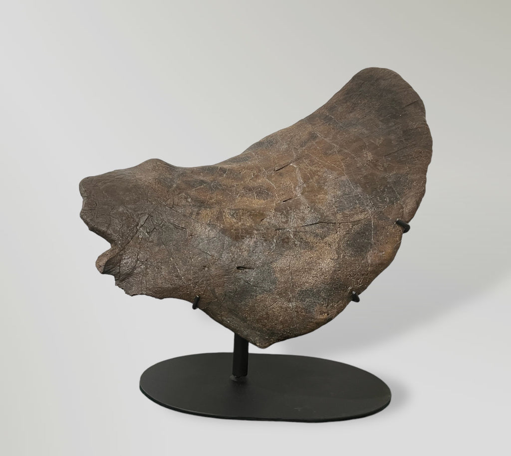 Triceratops Frill (Squamosal Bone) for Sale, 27" – Fossil Realm