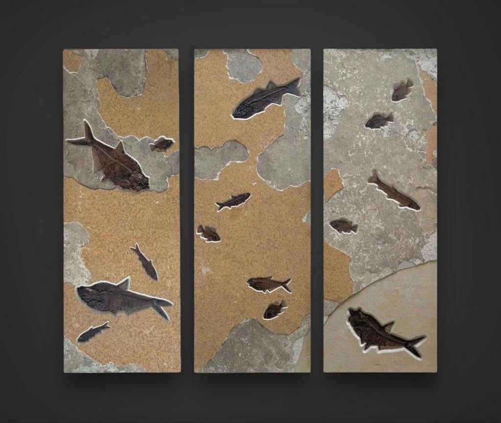 Fossil Green River Fish Mural - Triptych - 66 x 60 inches – Fossil Realm