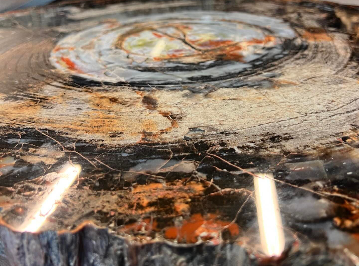 Curated Fossil Collection | Rare and Beautiful Specimens – Fossil Realm