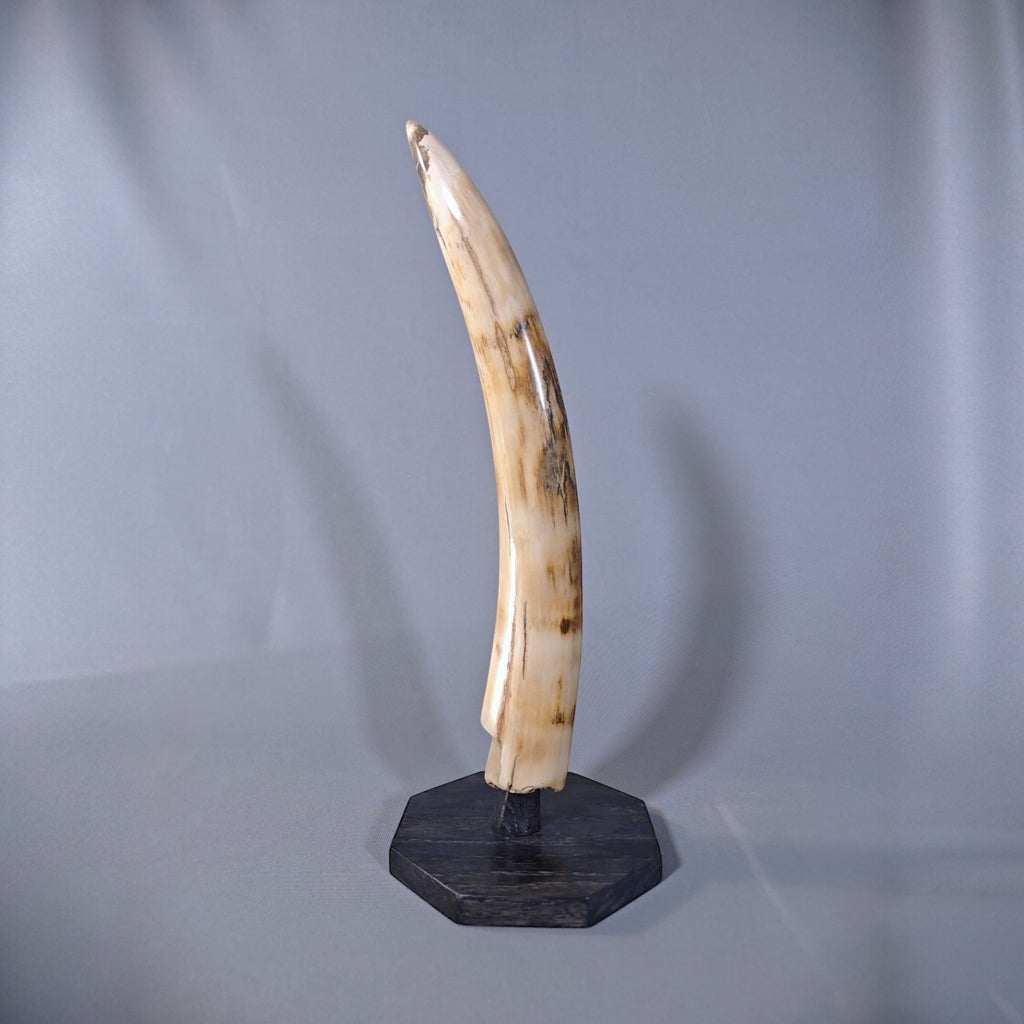 Woolly Mammoth Tusk for Sale - 69" – Fossil Realm