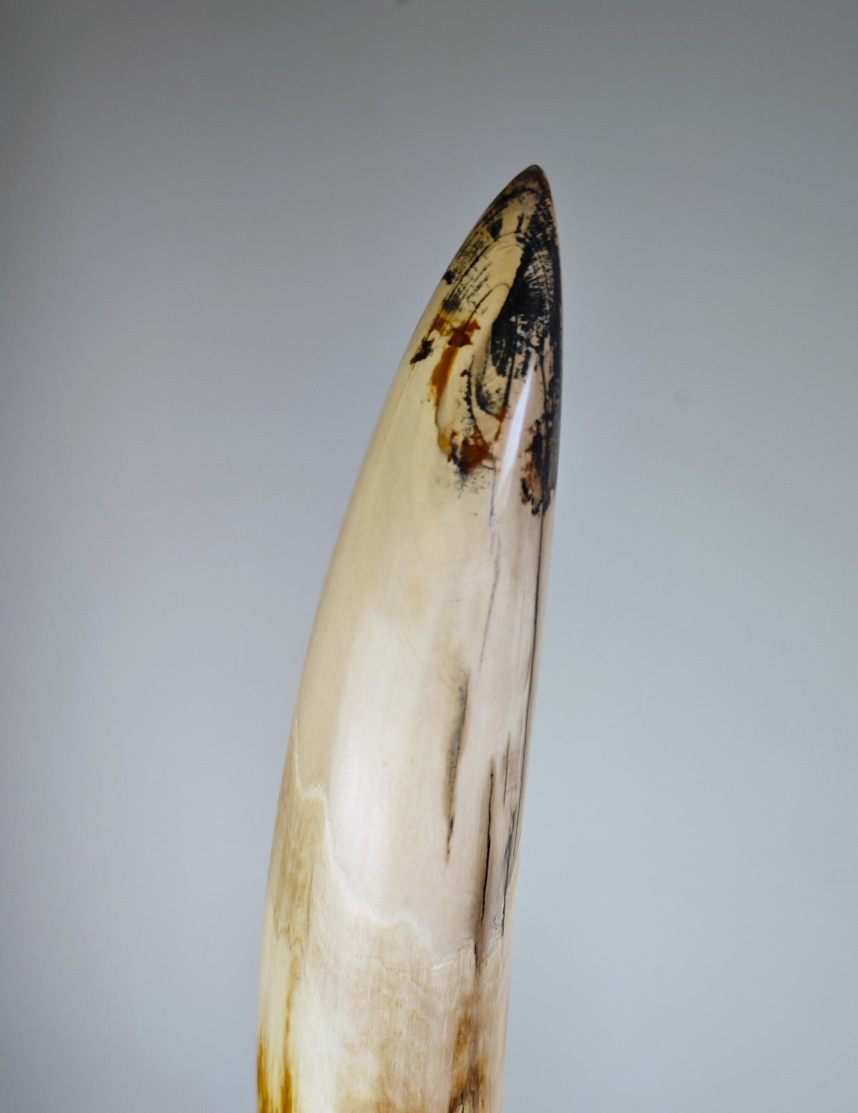 Mammoth Tusks for Sale – Fossil Realm