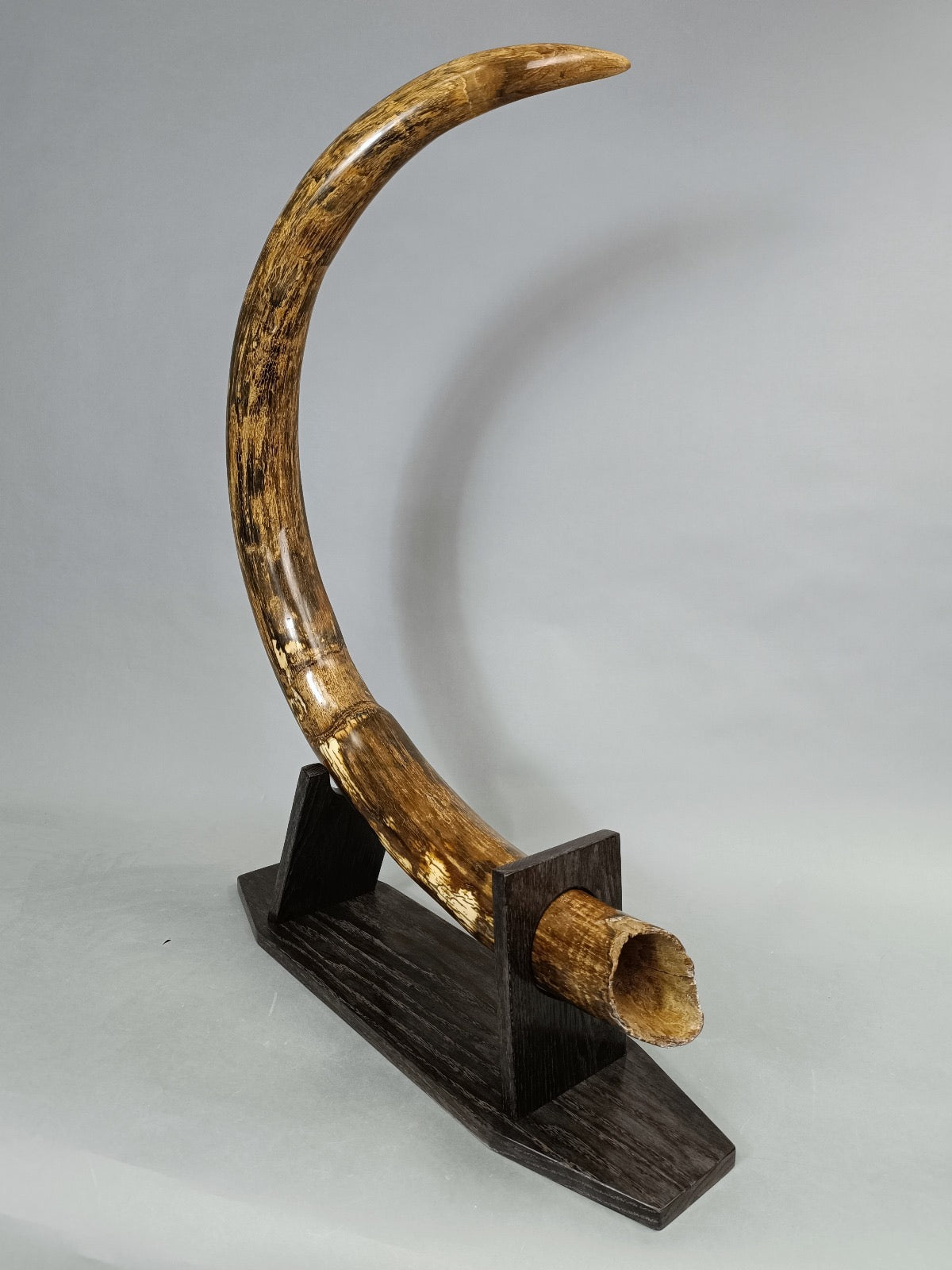 Huge Blue Mammoth Tusk For Sale - Alaska, 119 lbs. - Rare Vivianite ...