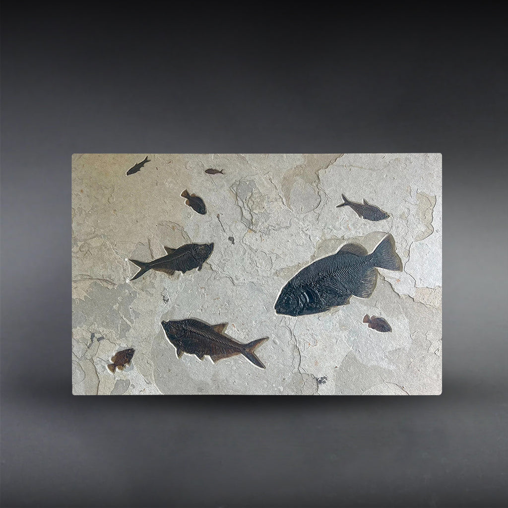 Buy Fossil Mural with 9 Fish – Fossil Realm
