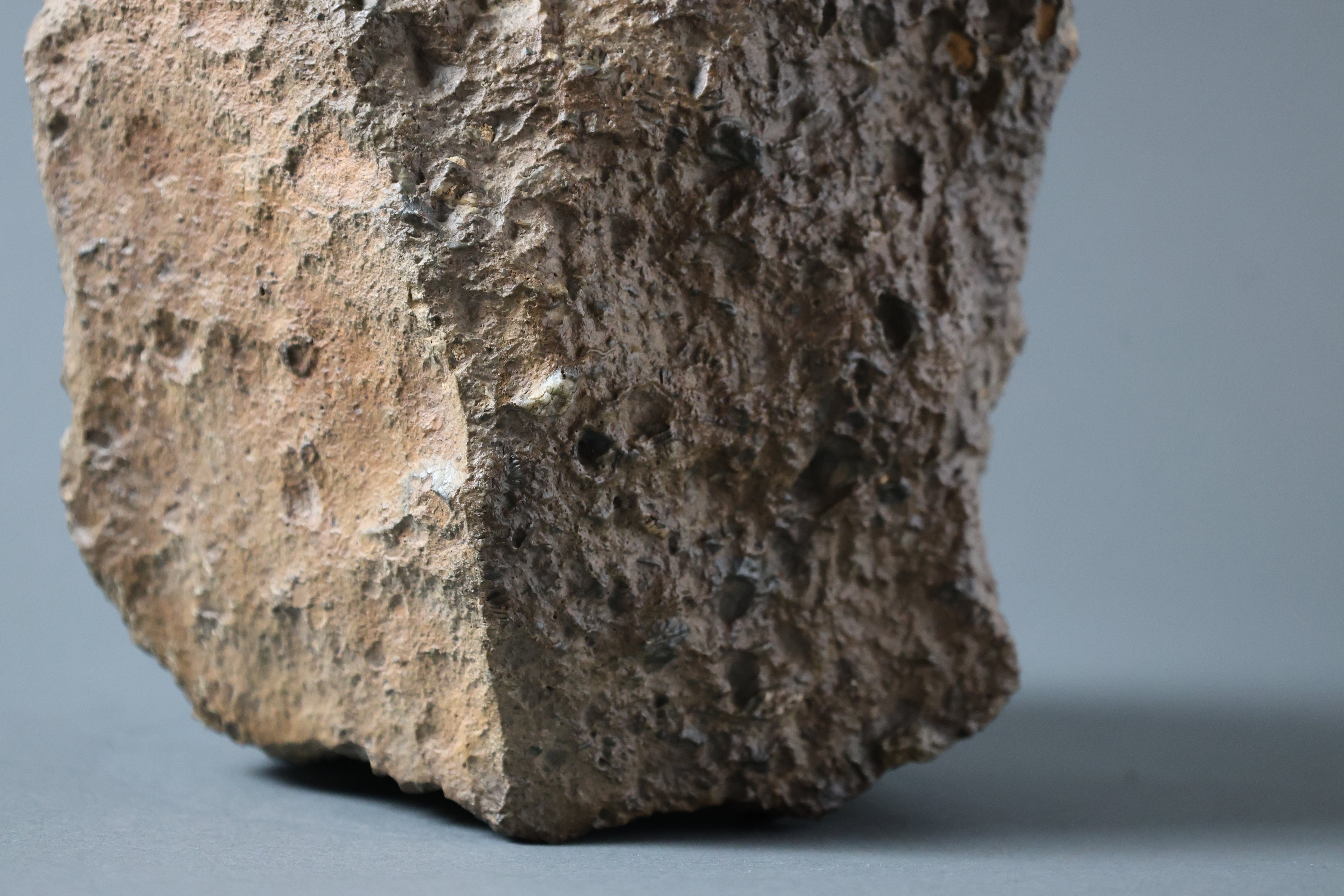 Fossil Realm: Buy Exquisite Fossils & Meteorites