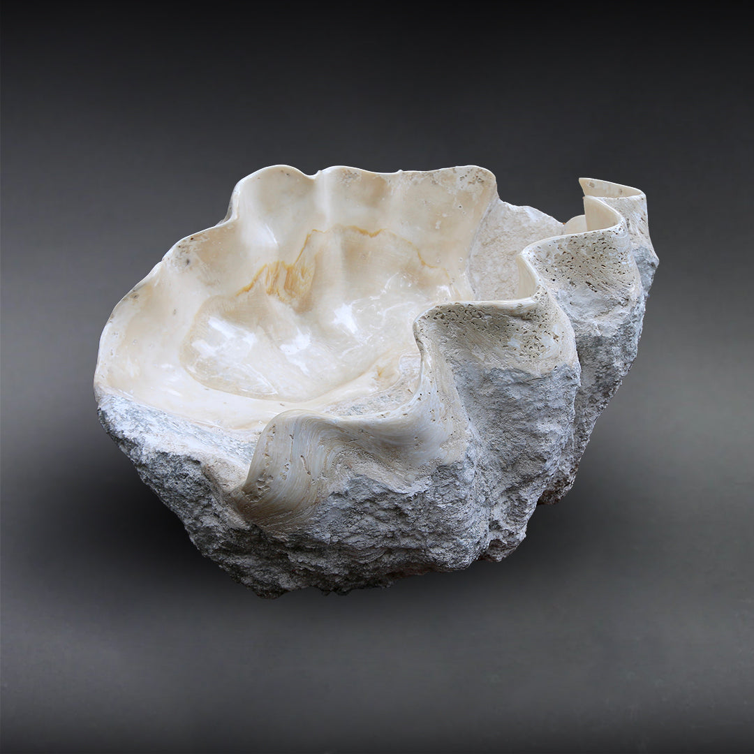 Fossils For Sale World Class Specimens Fossil Realm