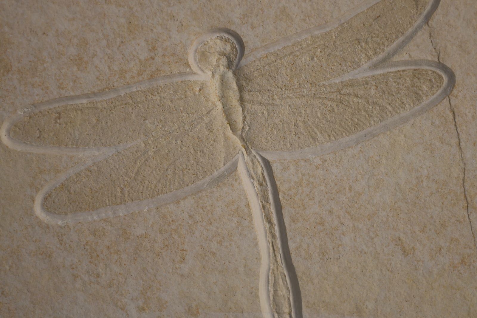 Curated Fossil Collection | Rare and Beautiful Specimens – Fossil Realm