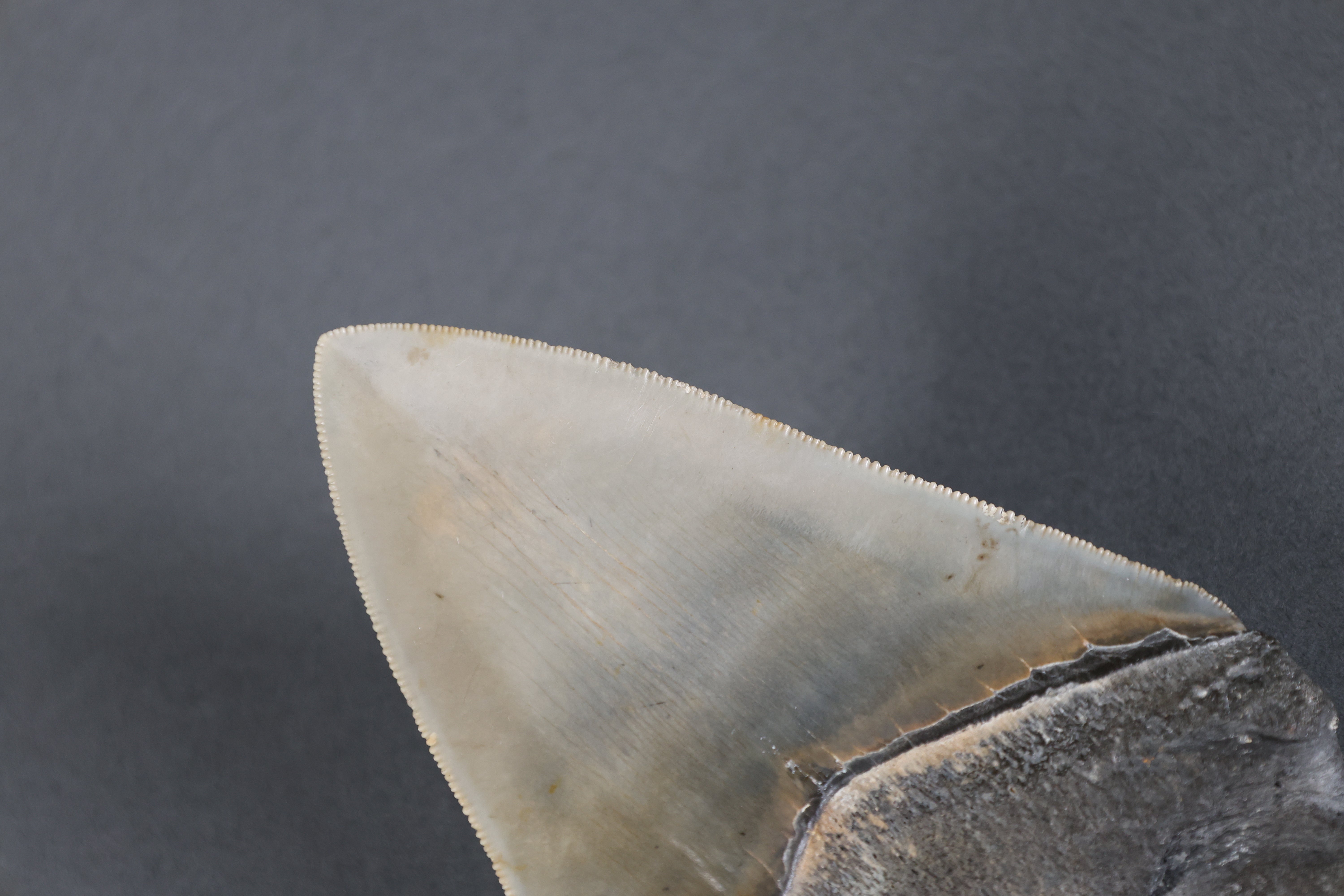 5.82" Megalodon Tooth with Pyrite Inlay – Fossil Realm