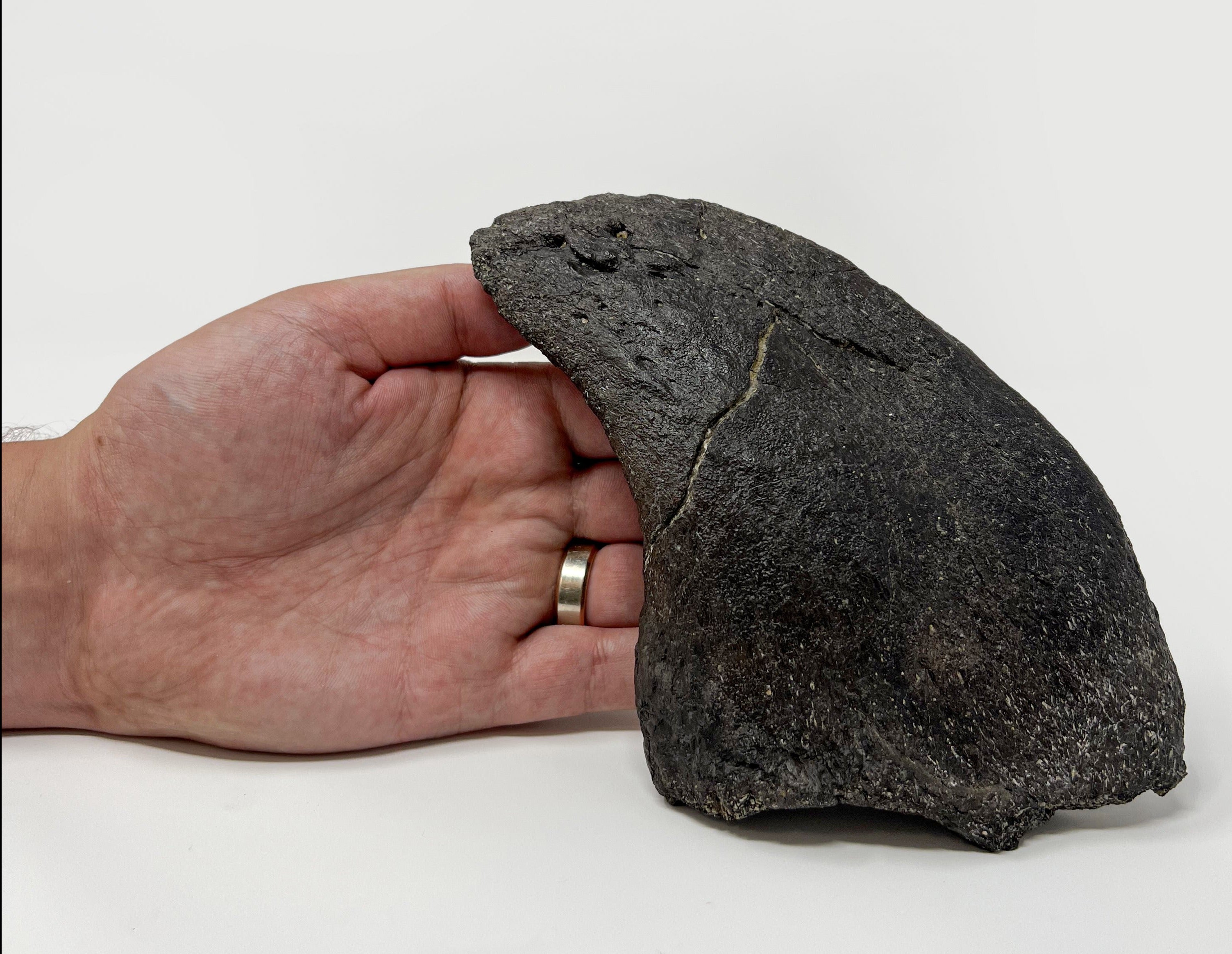 Fossil Realm: Buy Superb Fossils & Meteorites Online
