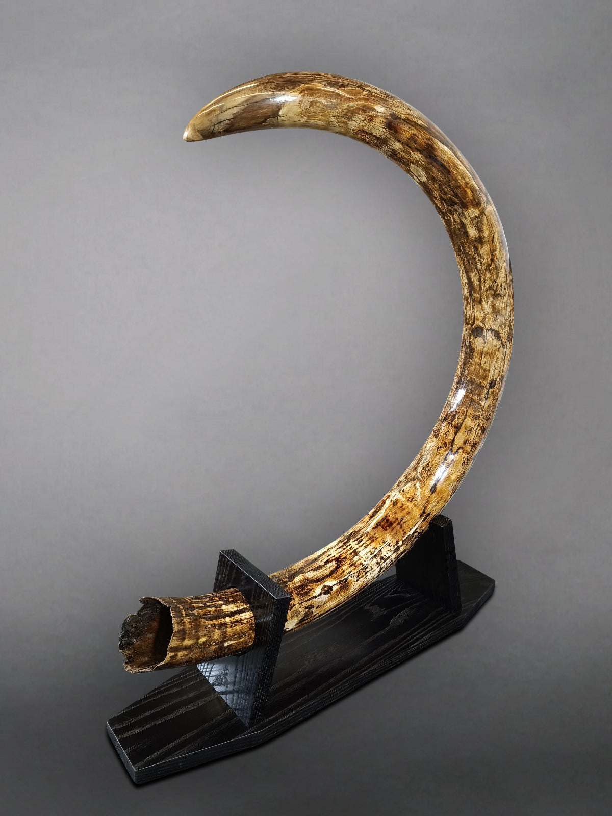 Huge Blue Mammoth Tusk For Sale - Alaska, 119 lbs. - Rare Vivianite ...
