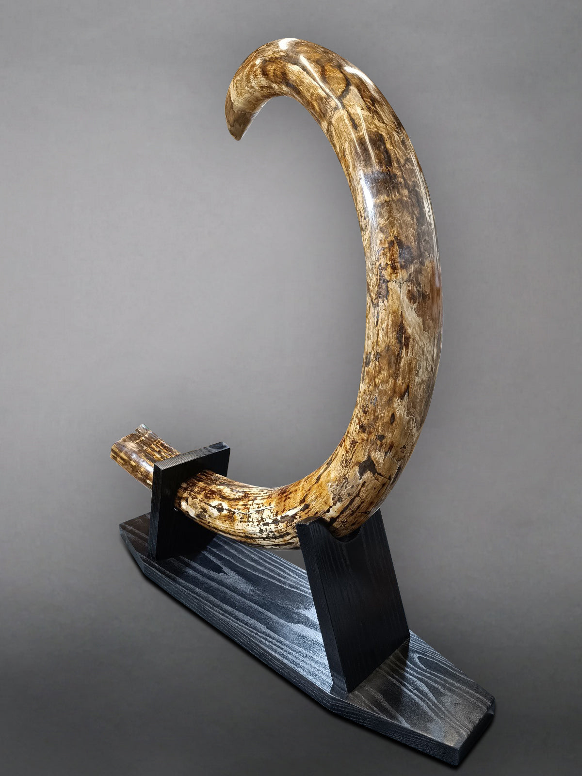 Huge Blue Mammoth Tusk For Sale - Alaska, 119 lbs. - Rare Vivianite ...