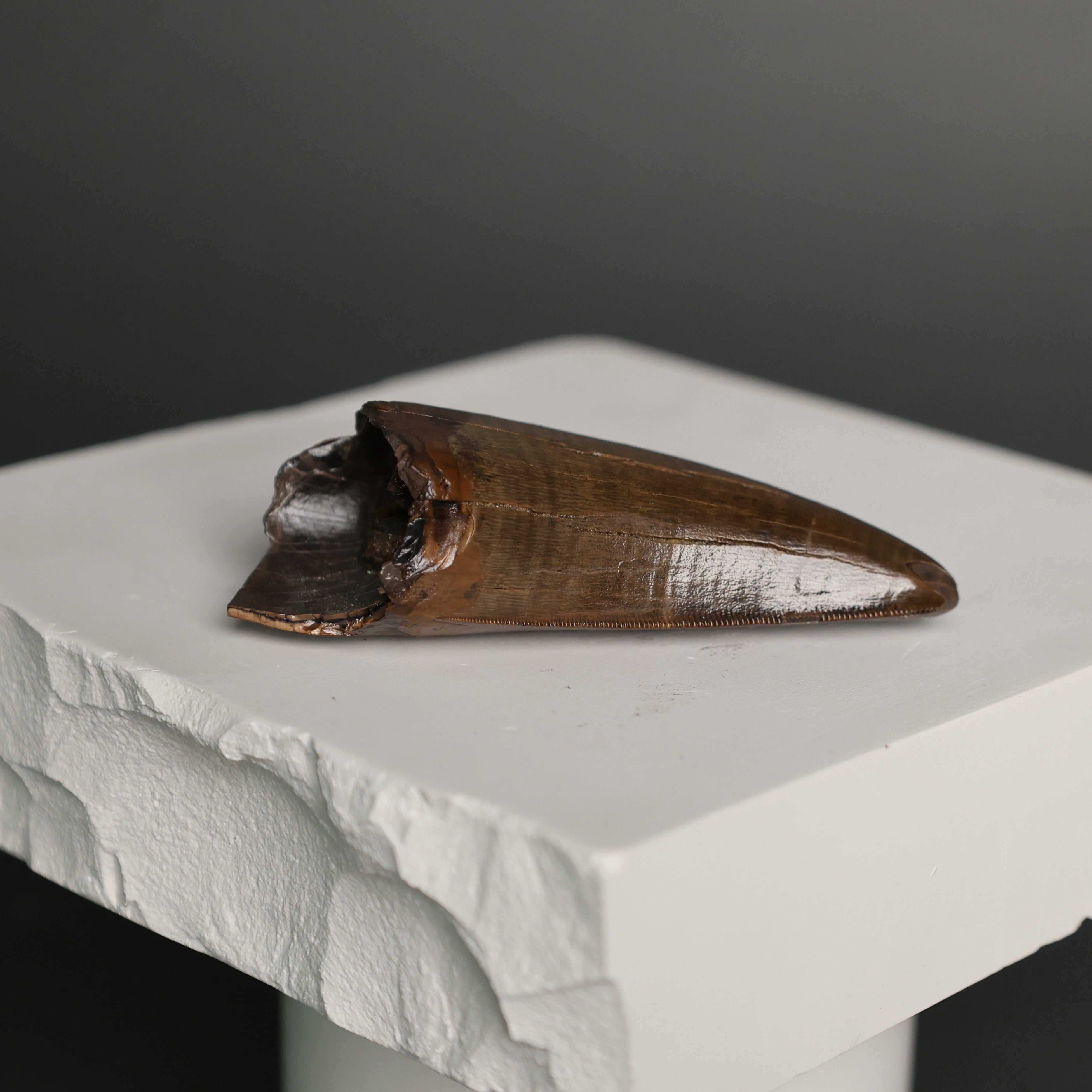 Dinosaur Fossils for Sale: Fine Specimens | Fossil Realm