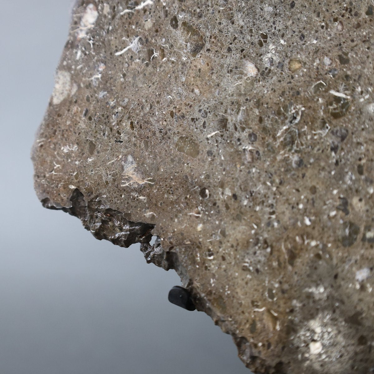 Discover Our Meteorite Collection – Fossil Realm