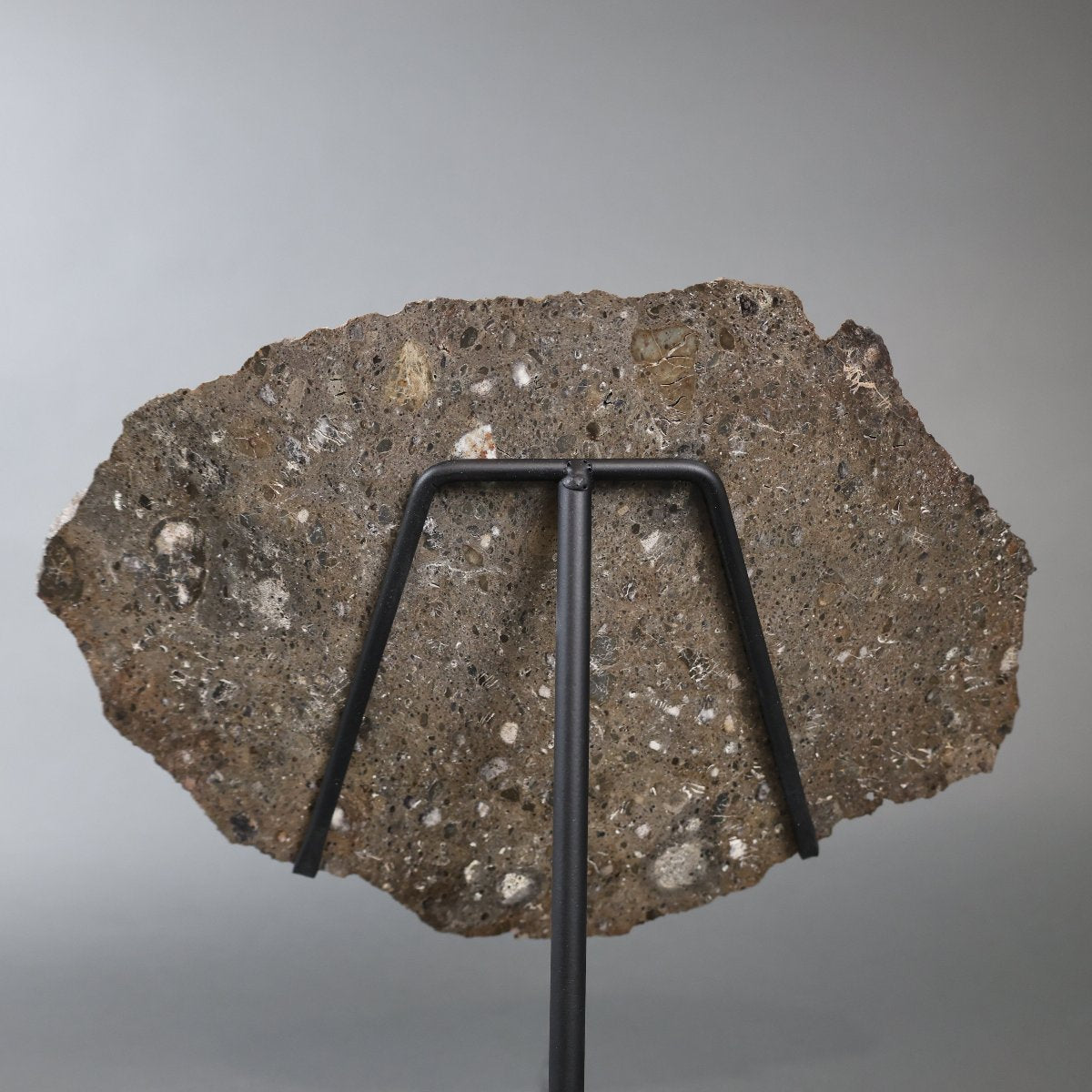 Discover Our Meteorite Collection – Fossil Realm