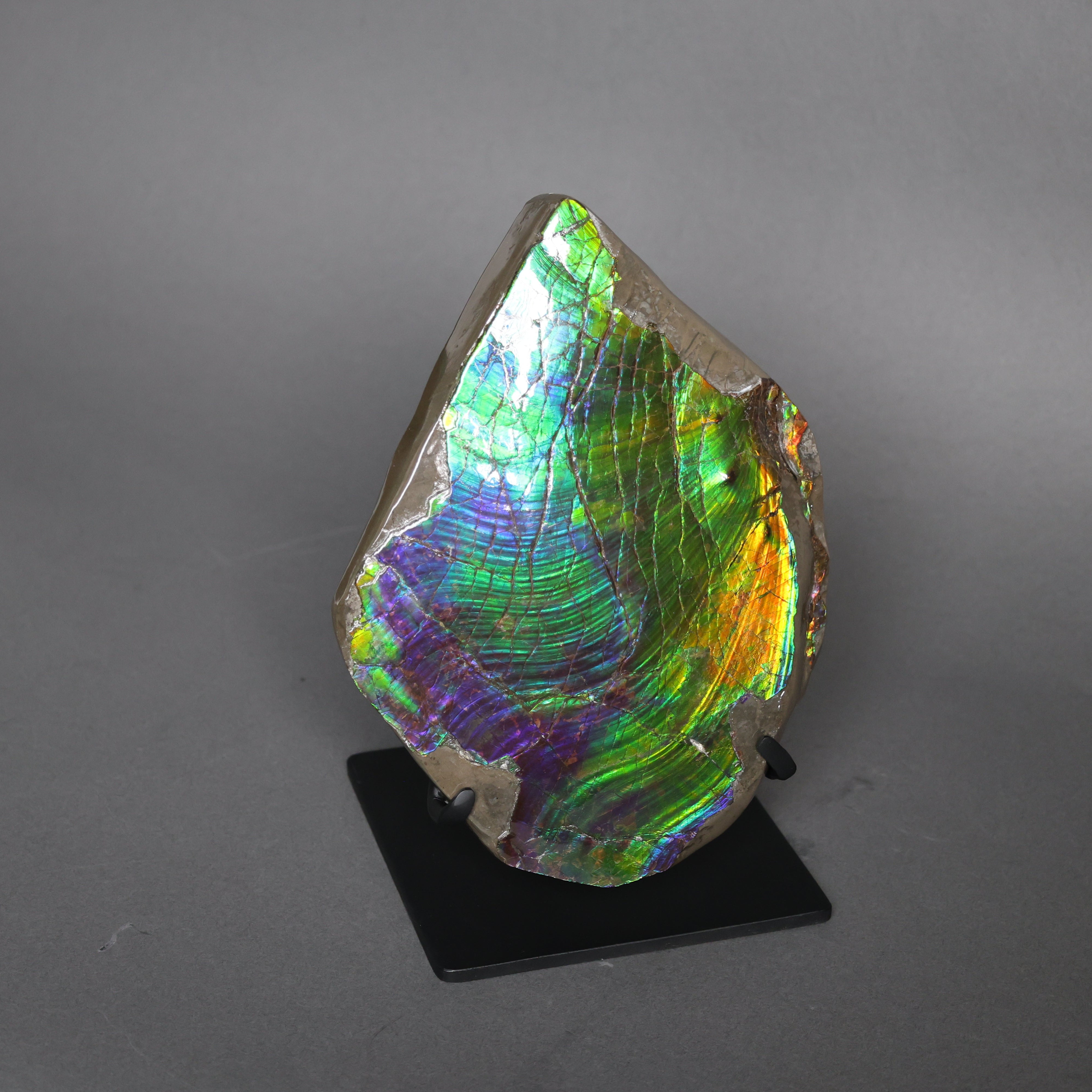 Ammonites for Sale: Superior Ammolite and More | Fossil Realm