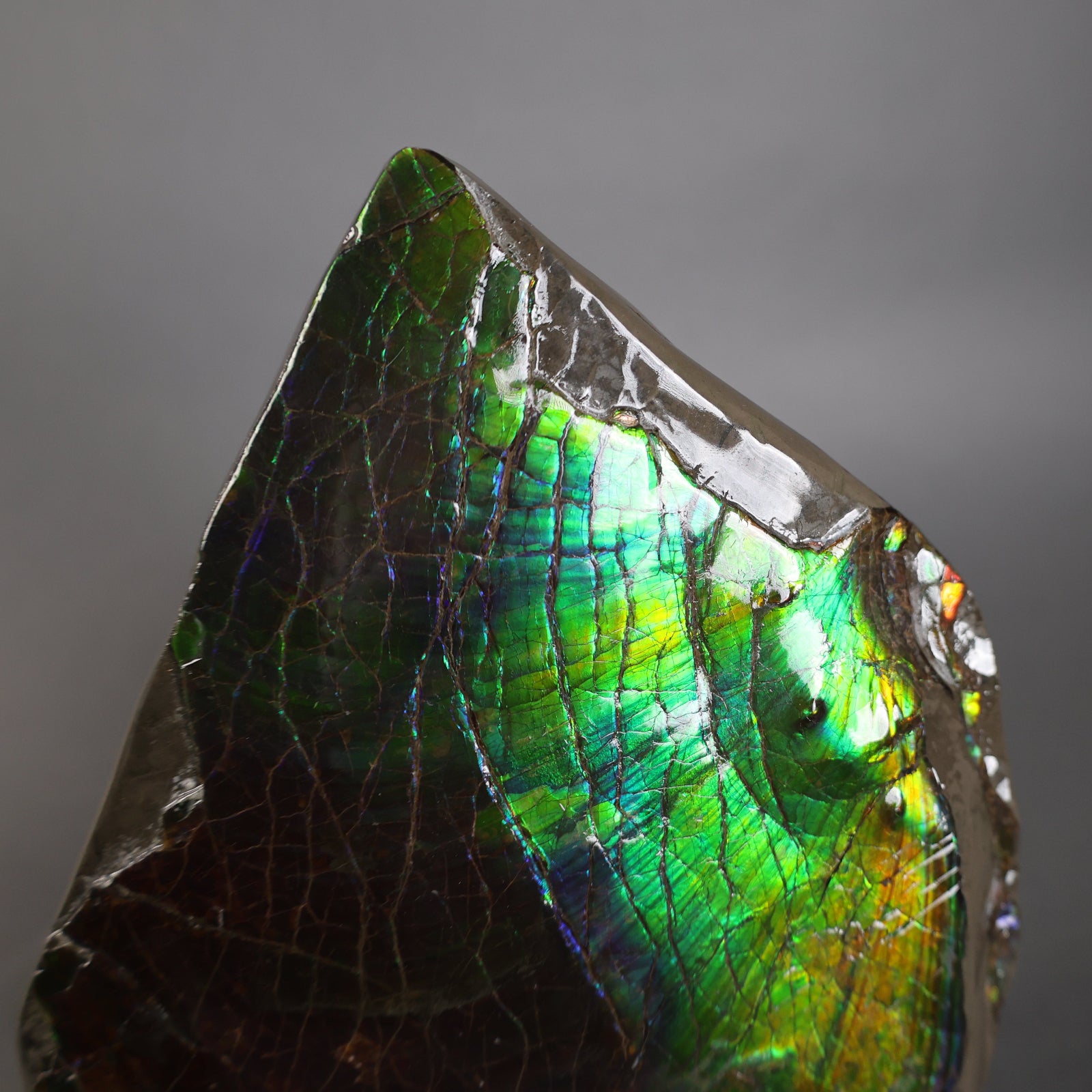 Ammonites for Sale: Superior Ammolite and More | Fossil Realm