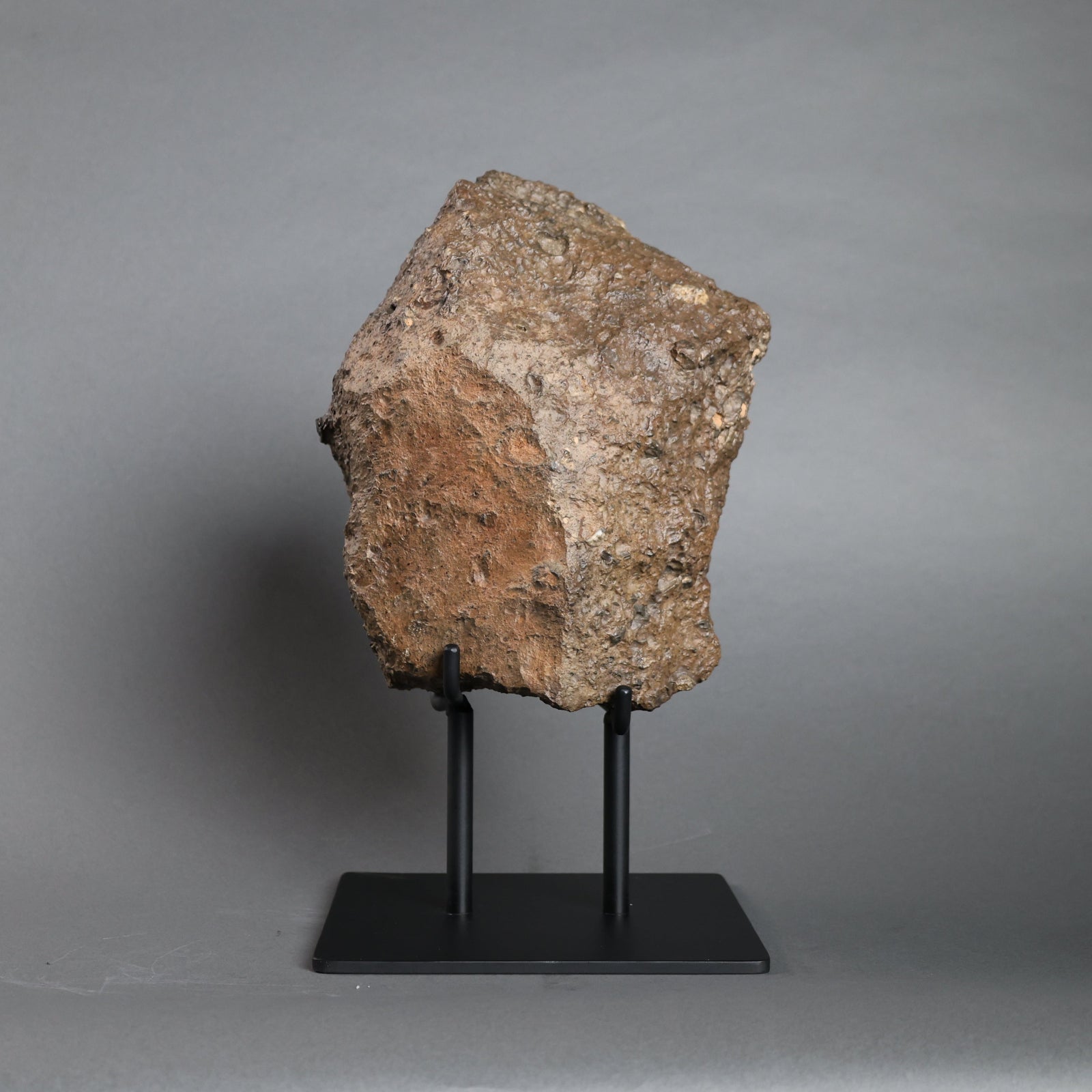 Fossil Realm: Buy Exquisite Fossils & Meteorites