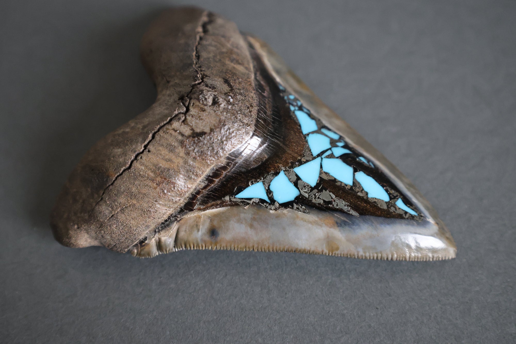 Megalodon Teeth for Sale: Shop Here | Fossil Realm