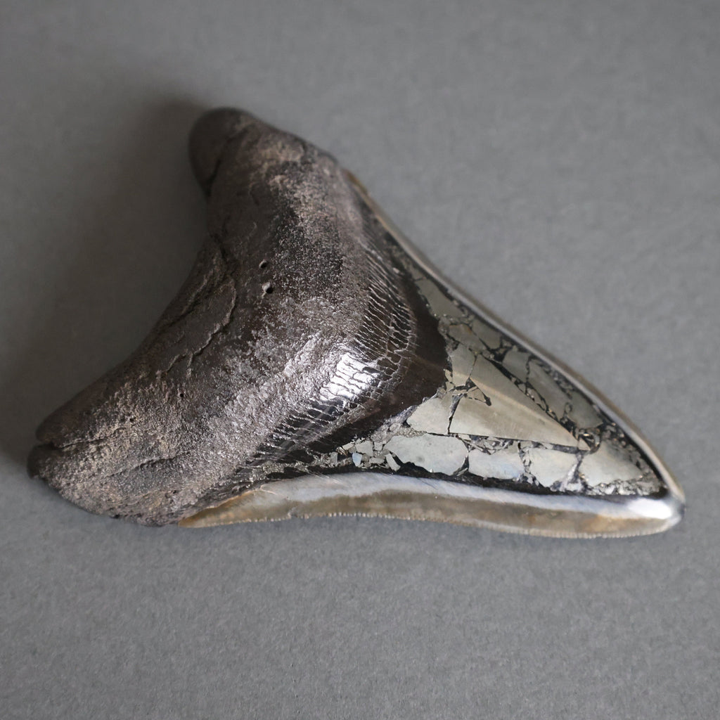 Megalodon Shark Tooth with Pyrite Inlay - 4.45" – Fossil Realm
