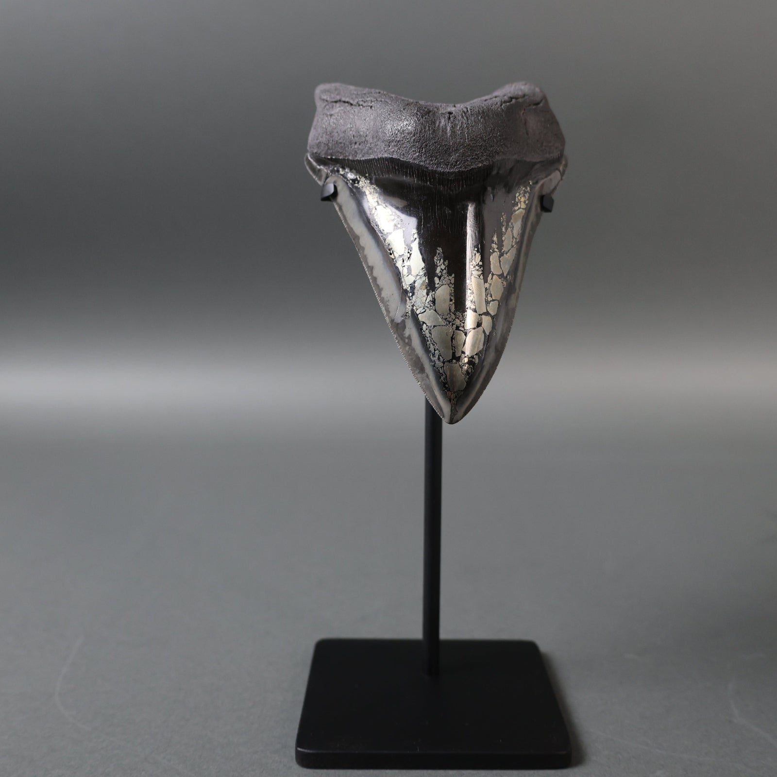 Megalodon Shark Tooth with Pyrite Inlay - 5.73" – Fossil Realm