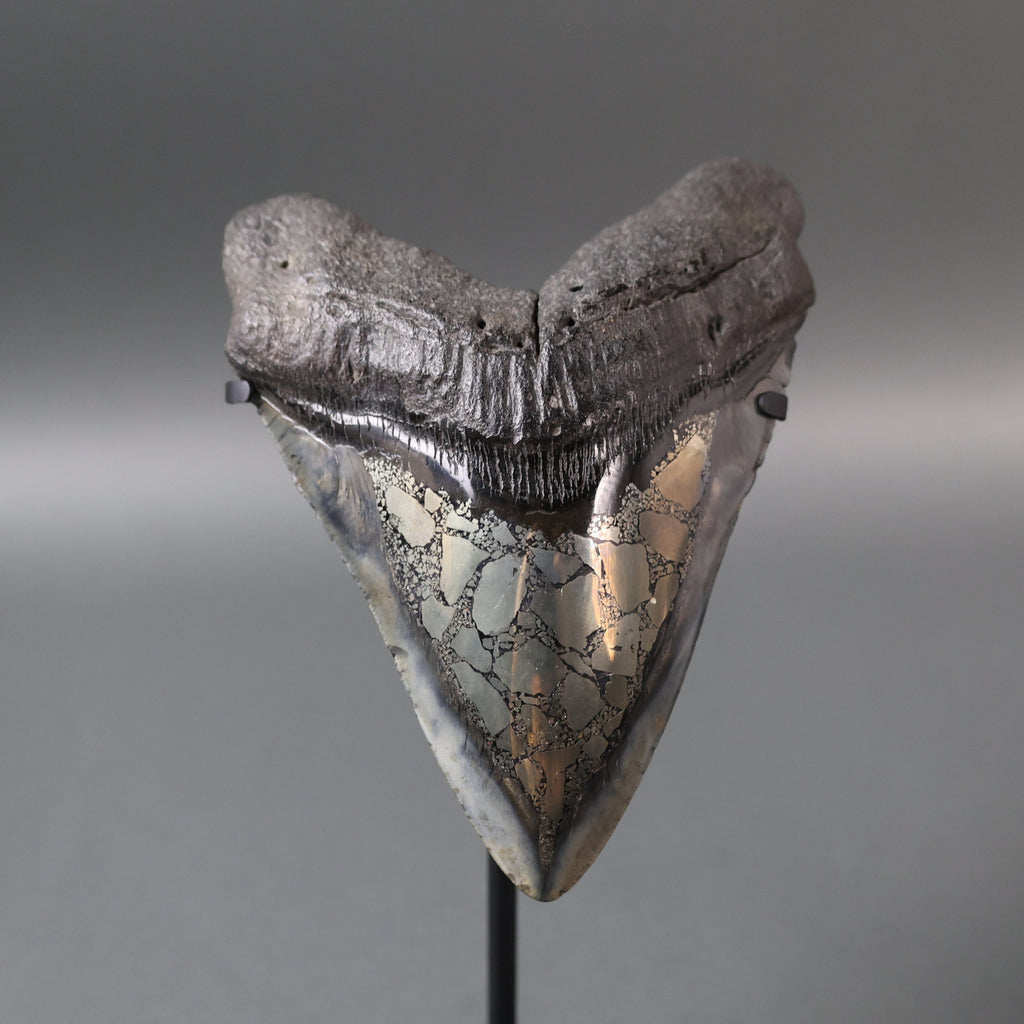 Megalodon Shark Tooth with Pyrite Inlay - 6.07" – Fossil Realm
