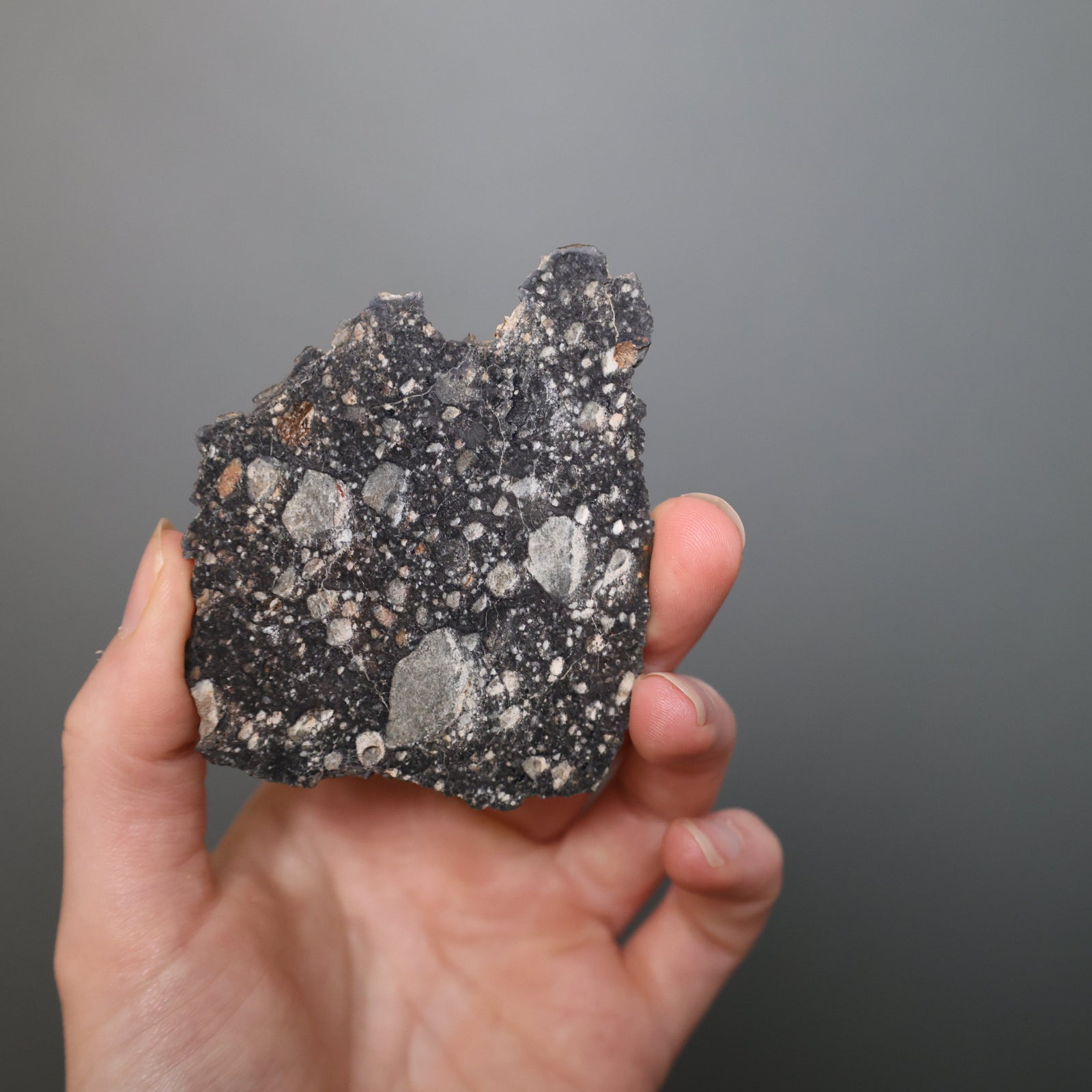 New Fossils, Meteorites & Minerals For Sale – Fossil Realm