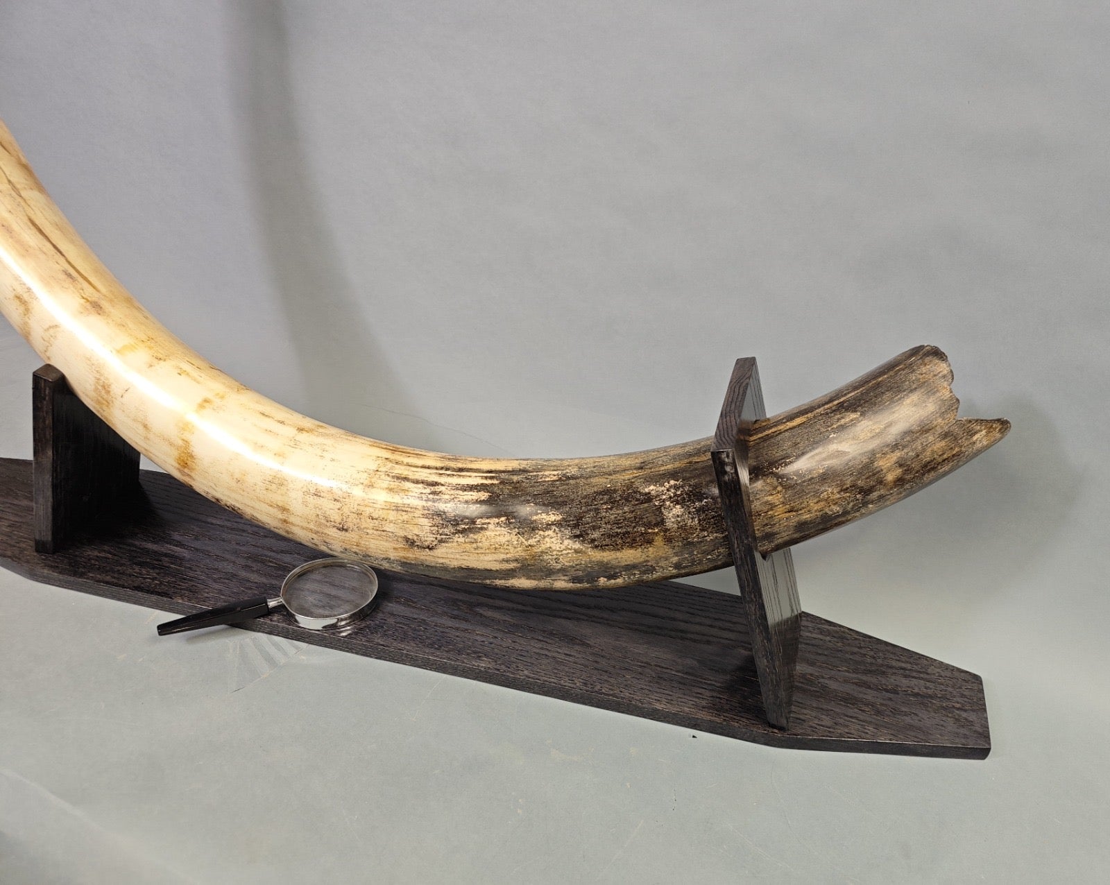 Mammoth Tusks for Sale – Fossil Realm