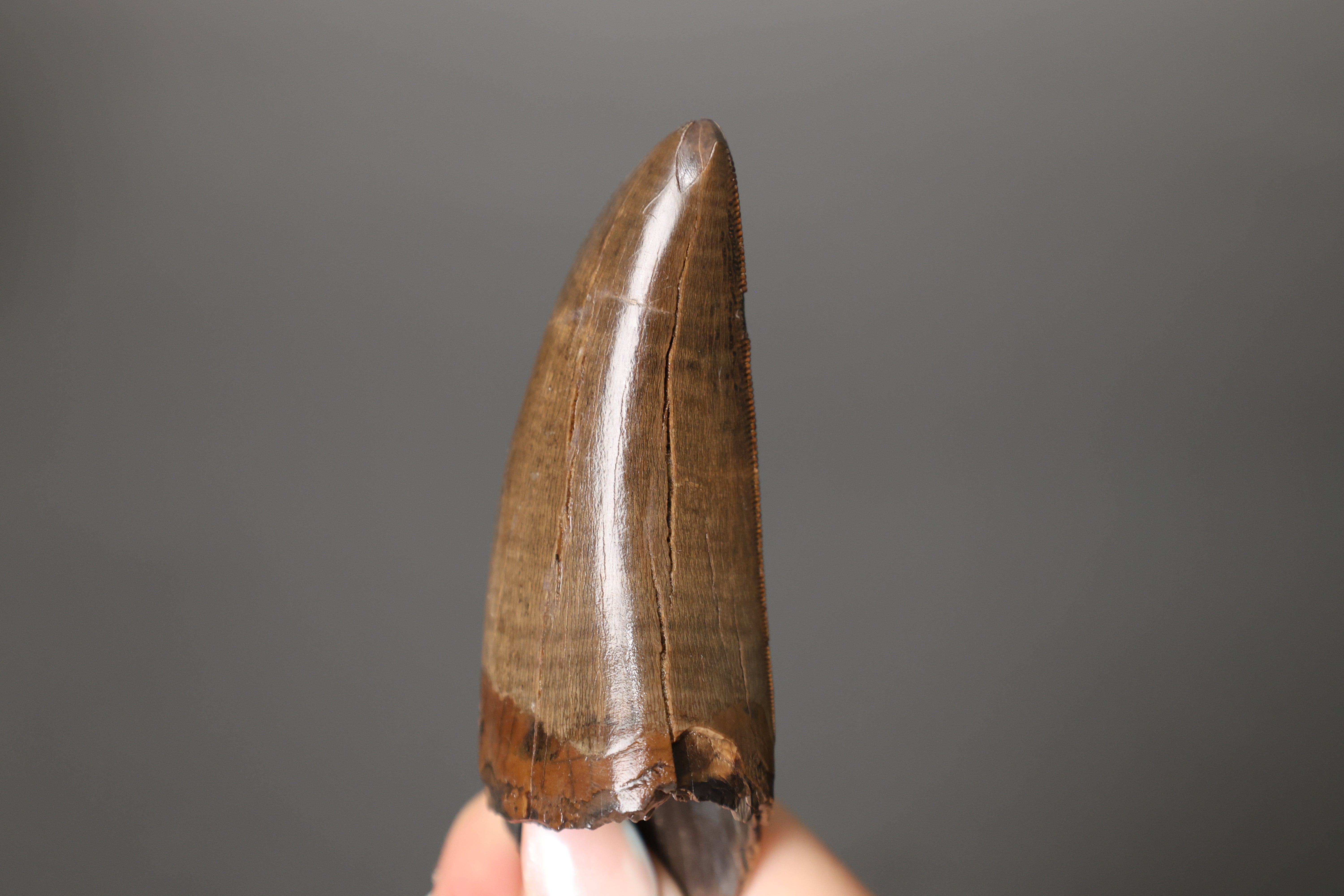 Curated Fossil Collection | Rare Masterpieces from Earth's History ...