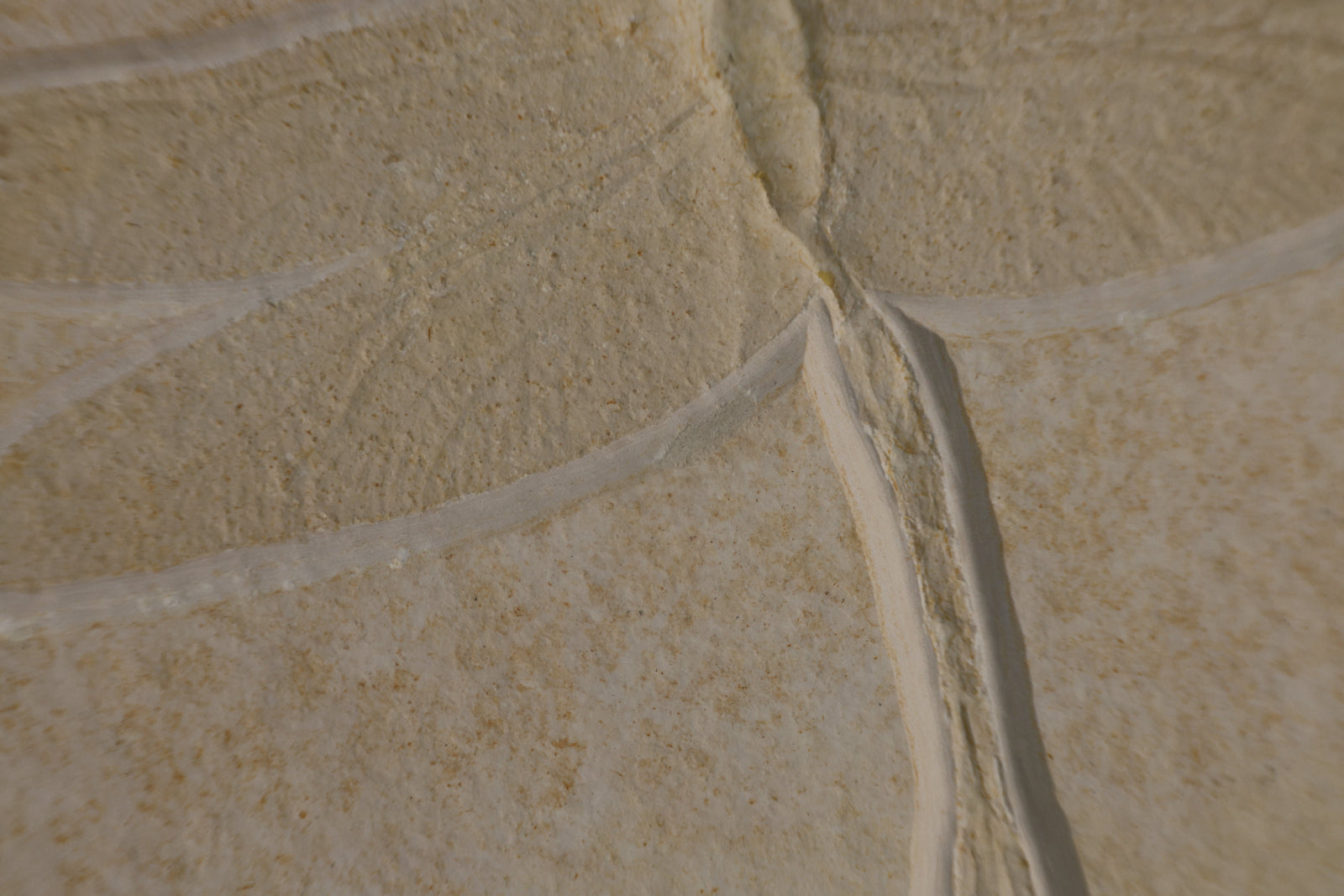 Curated Fossil Collection | Rare and Beautiful Specimens – Fossil Realm
