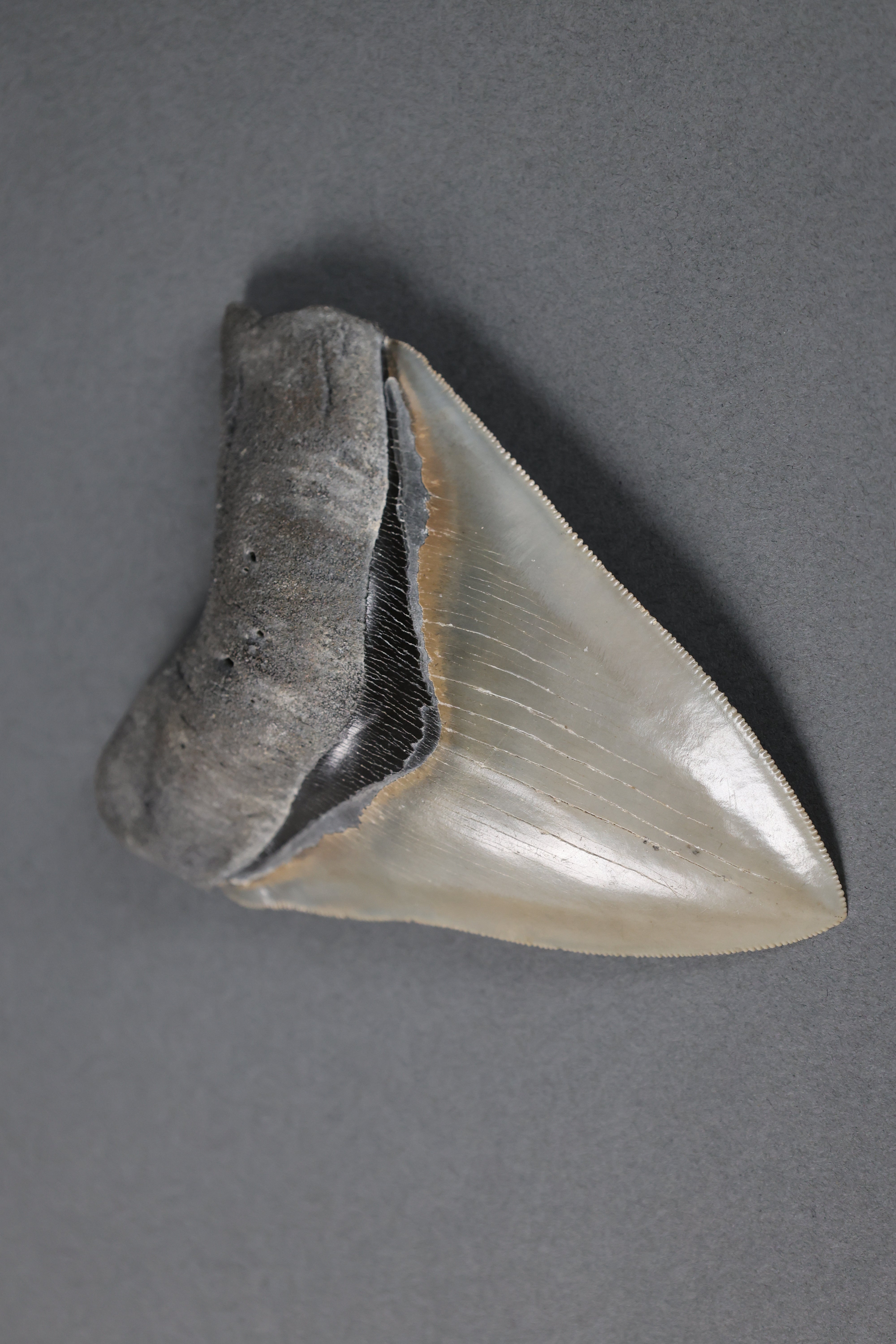5.82" Megalodon Tooth with Pyrite Inlay – Fossil Realm