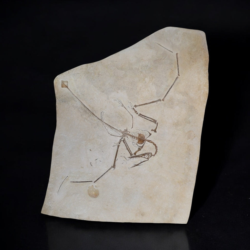Pterosaur Skeleton, Solnhofen Limestone – Fossil Realm