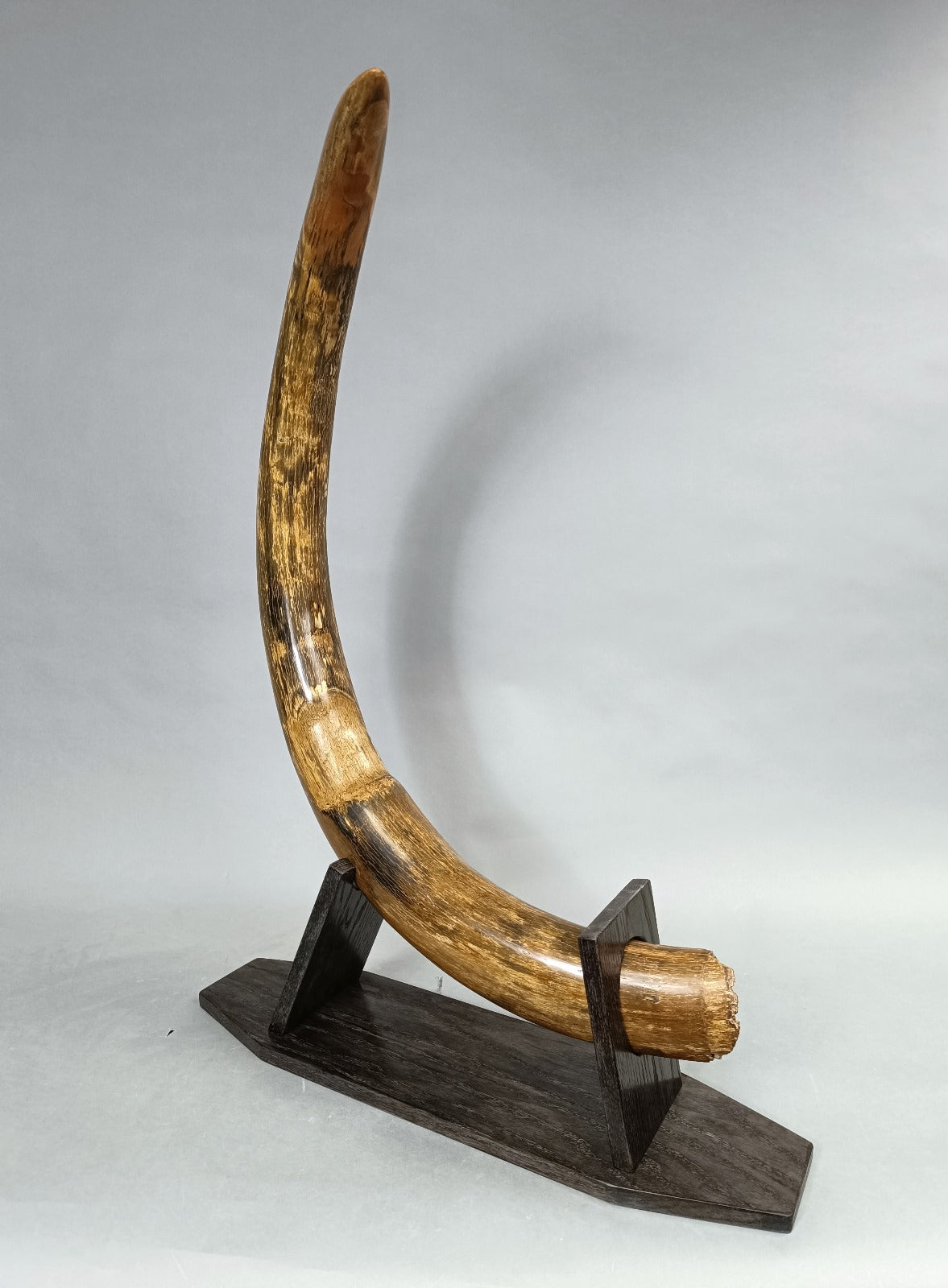 Mammoth Tusks for Sale – Fossil Realm